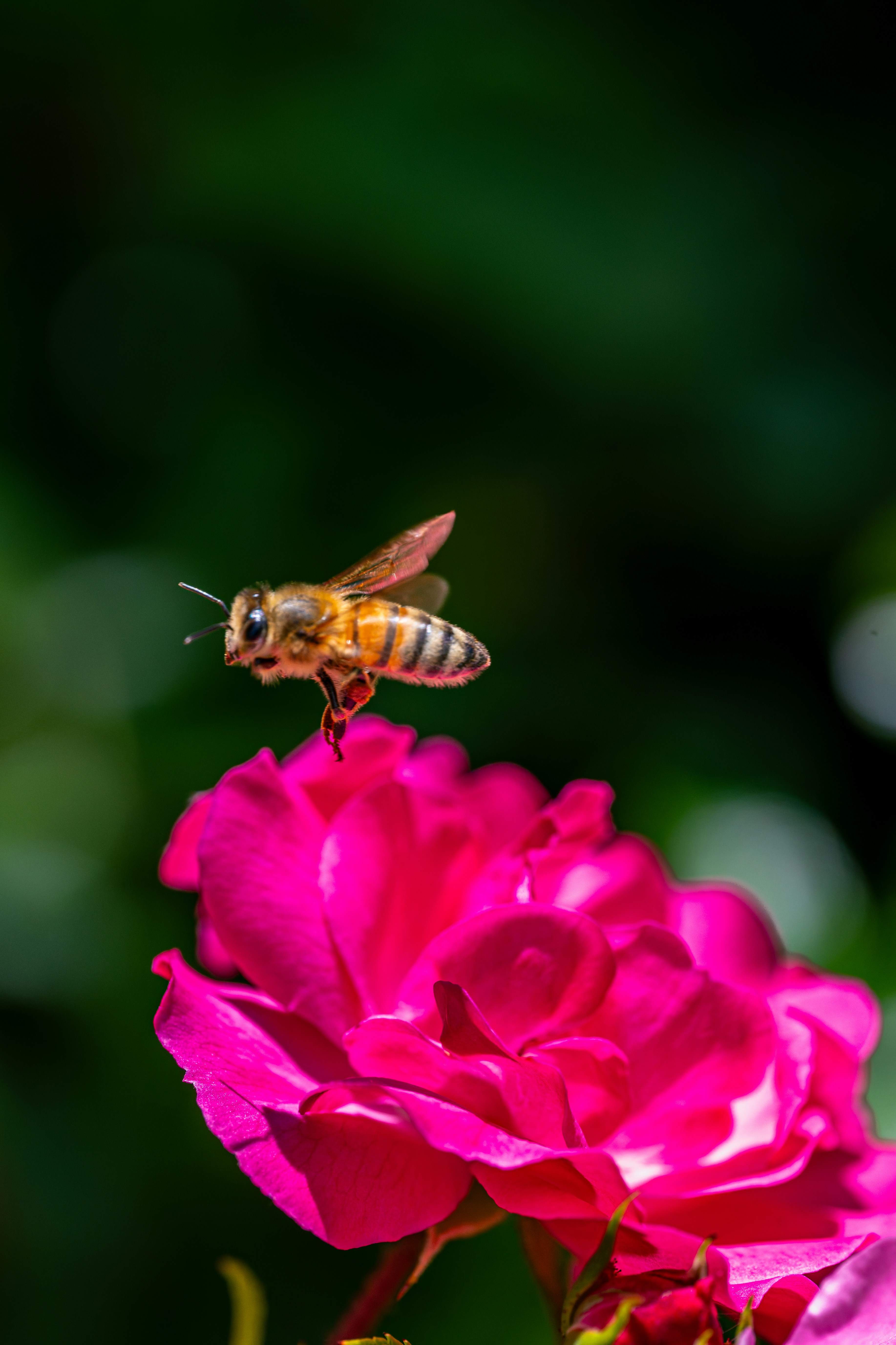 A honeybee hovers near vibrant pink petals as it approaches to forage, with a softly blurred green background.