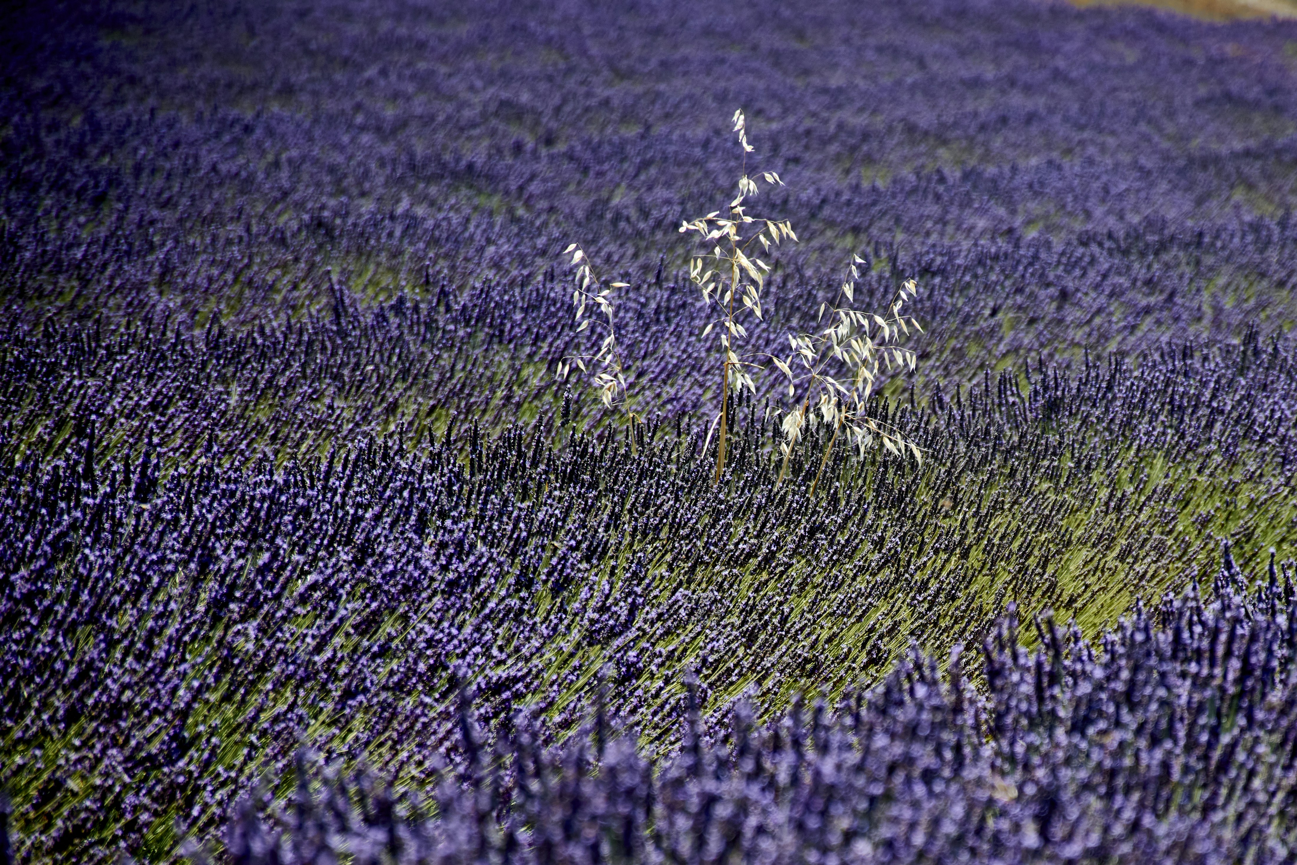 Lonely Seedling Among a Lavender Sea