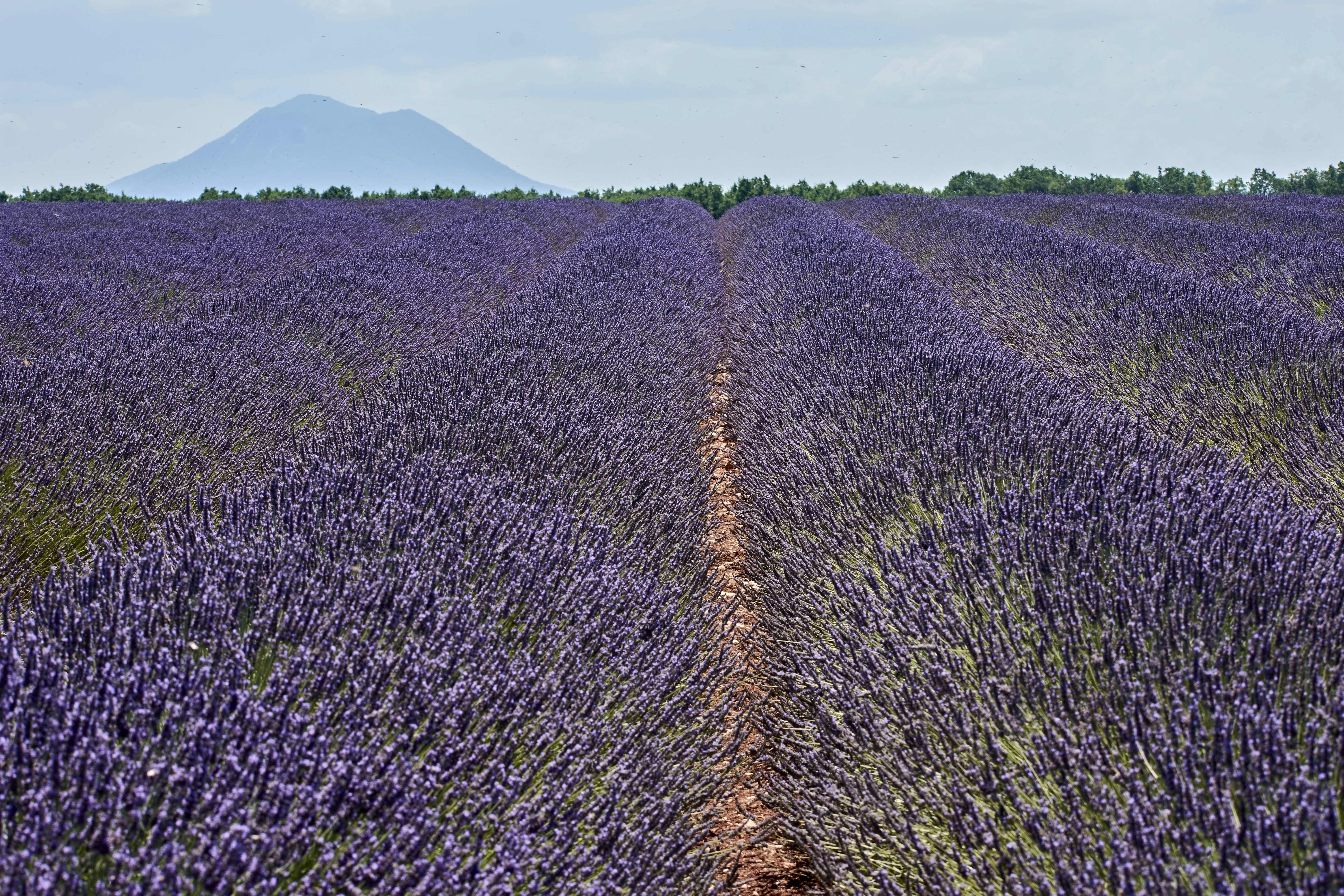 Lavender Ridge Toward the Distant Peak