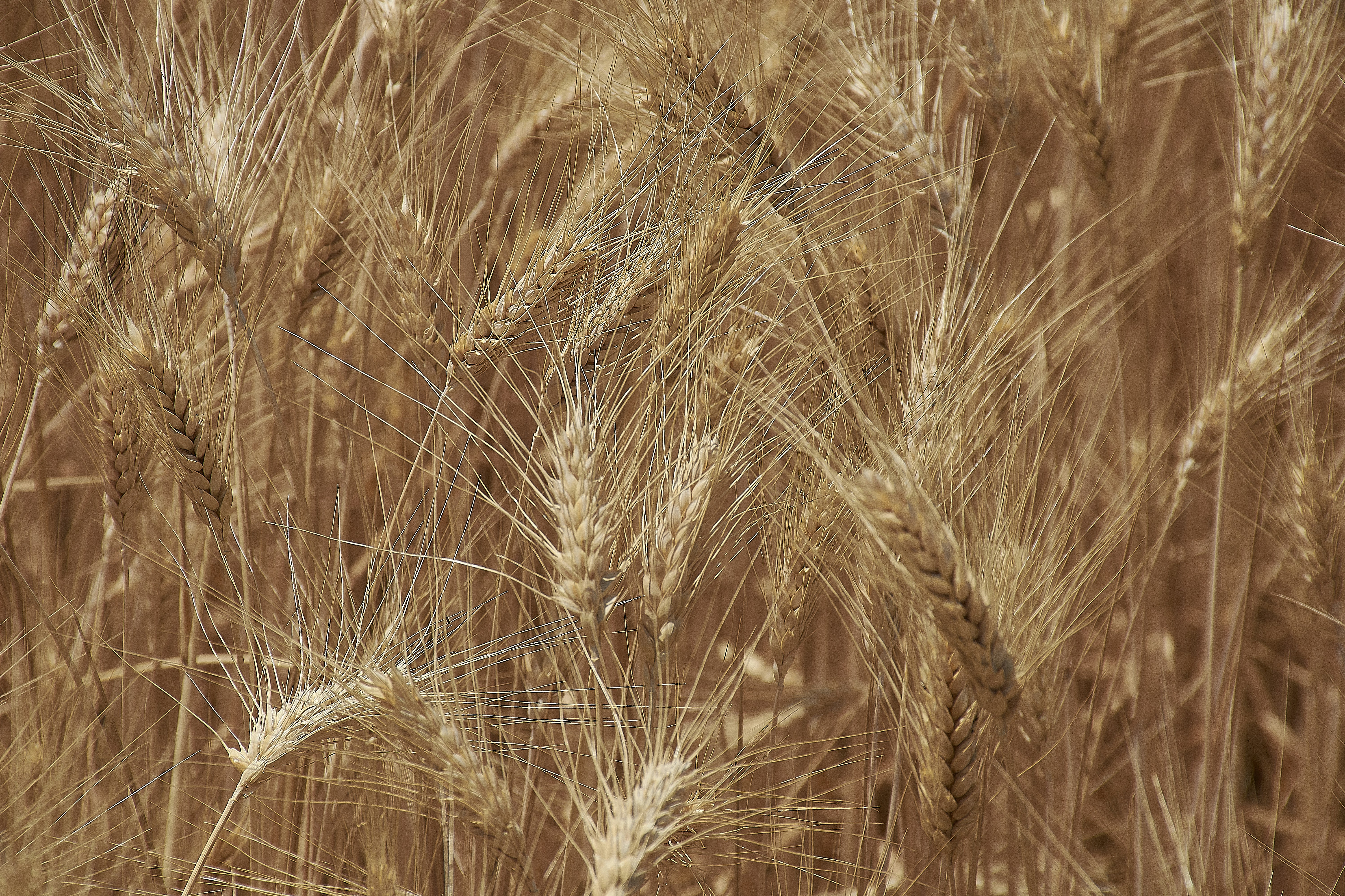 Golden Head of Grain: A Field of Whispering Wheat