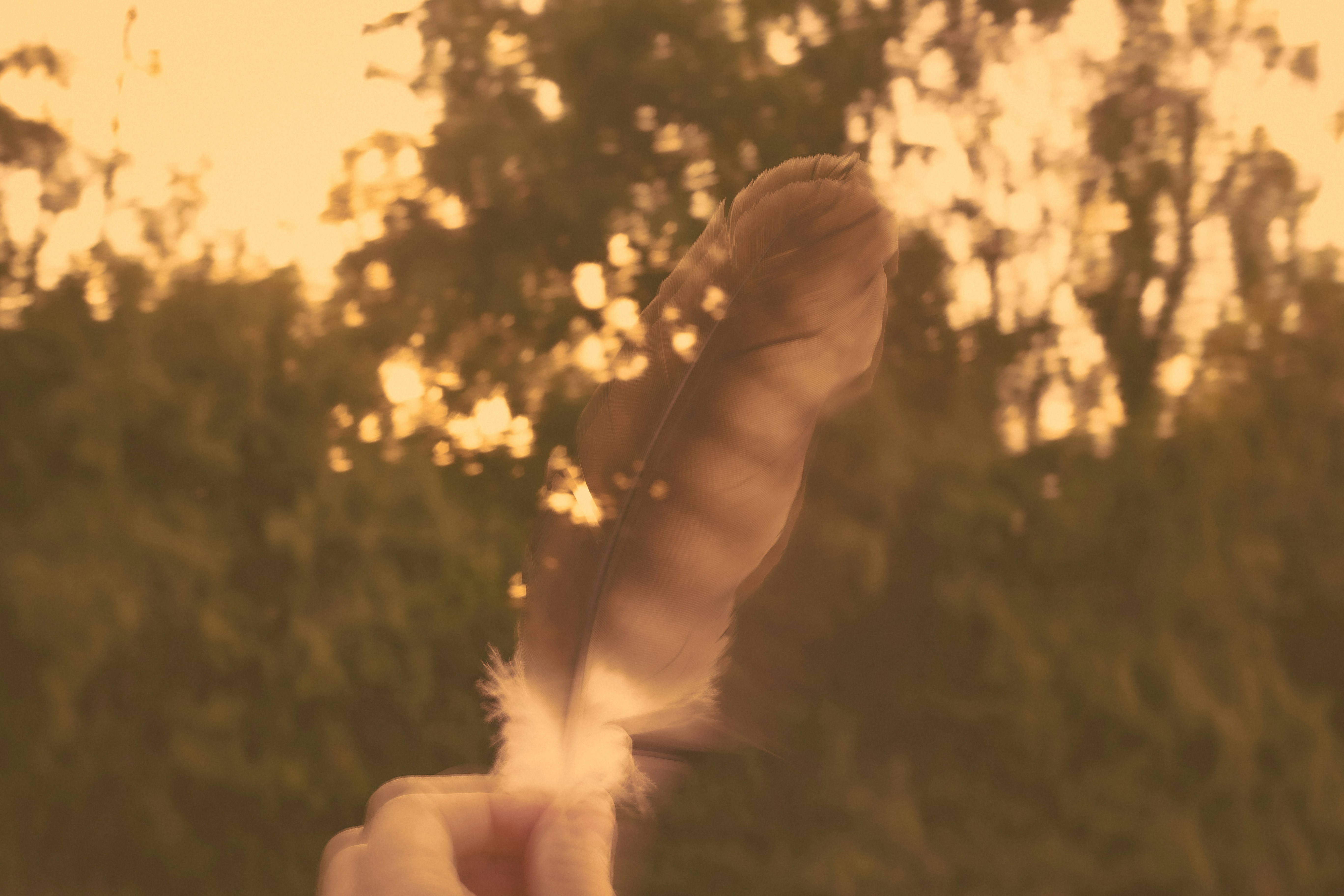 Silhouetted Feathered Glider Against Golden Canopy