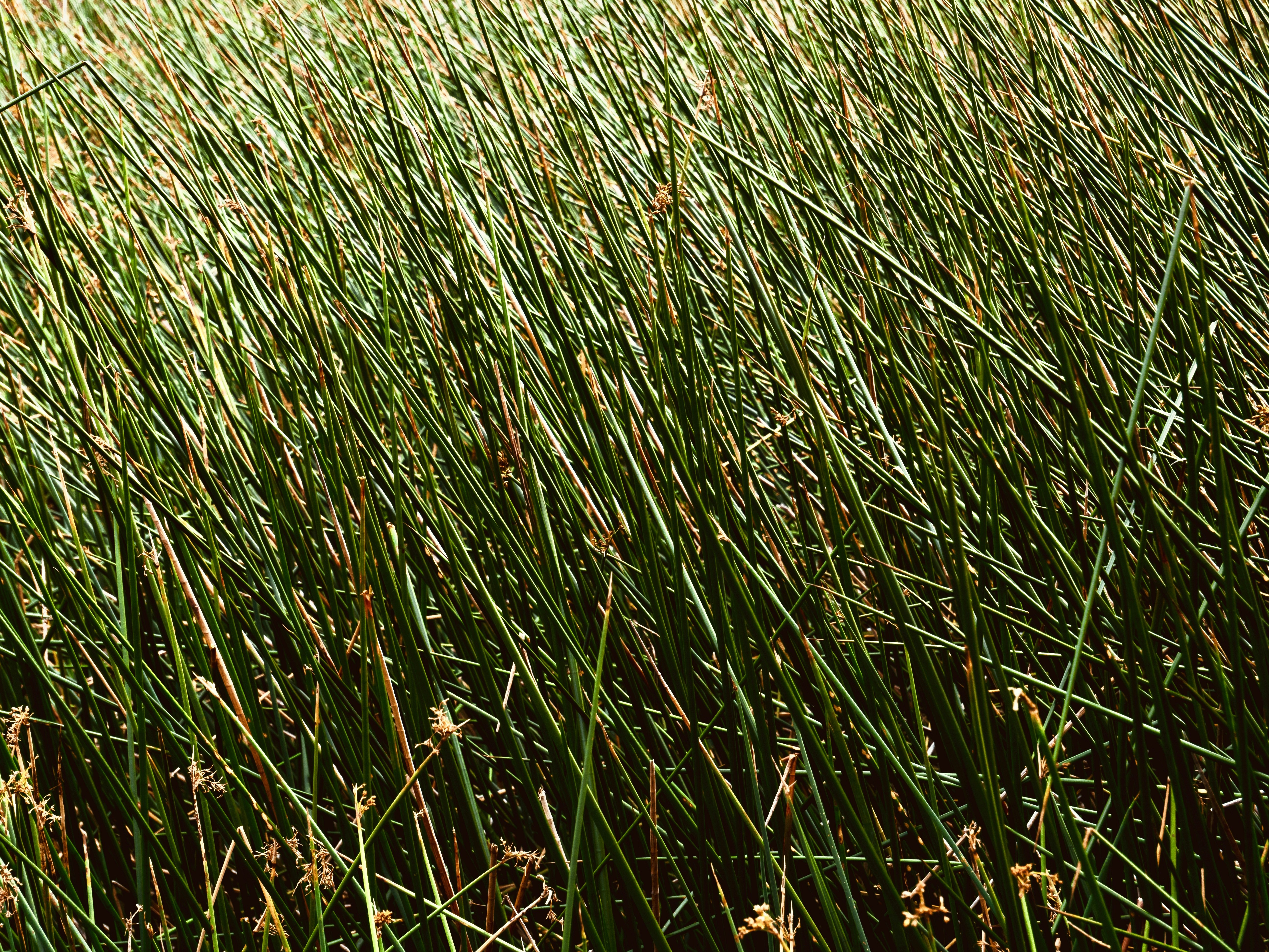 Dense Grass Field: Sunlit Mast of Reeds