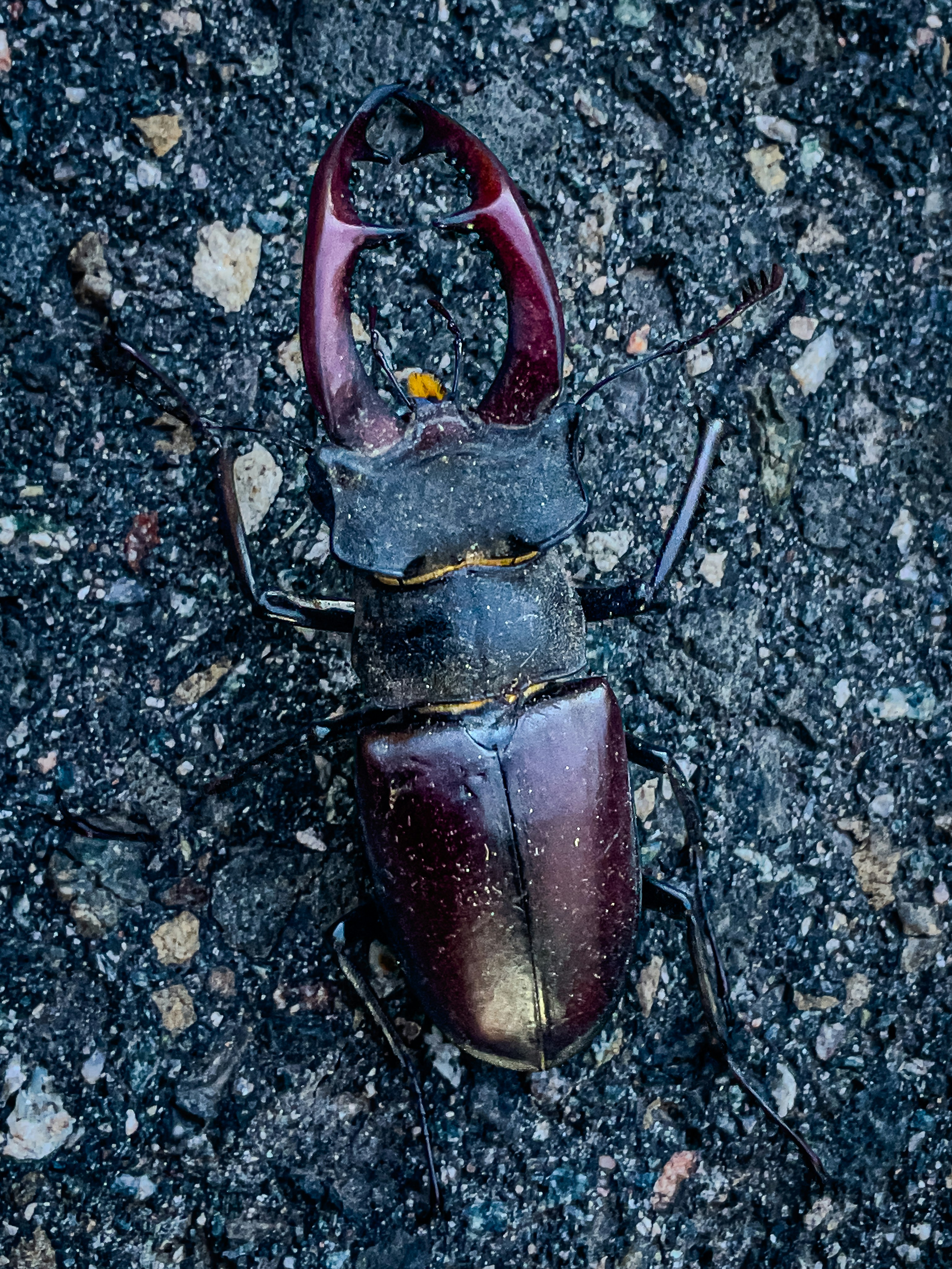 Giant Stag Beetle on Rough Asphalt