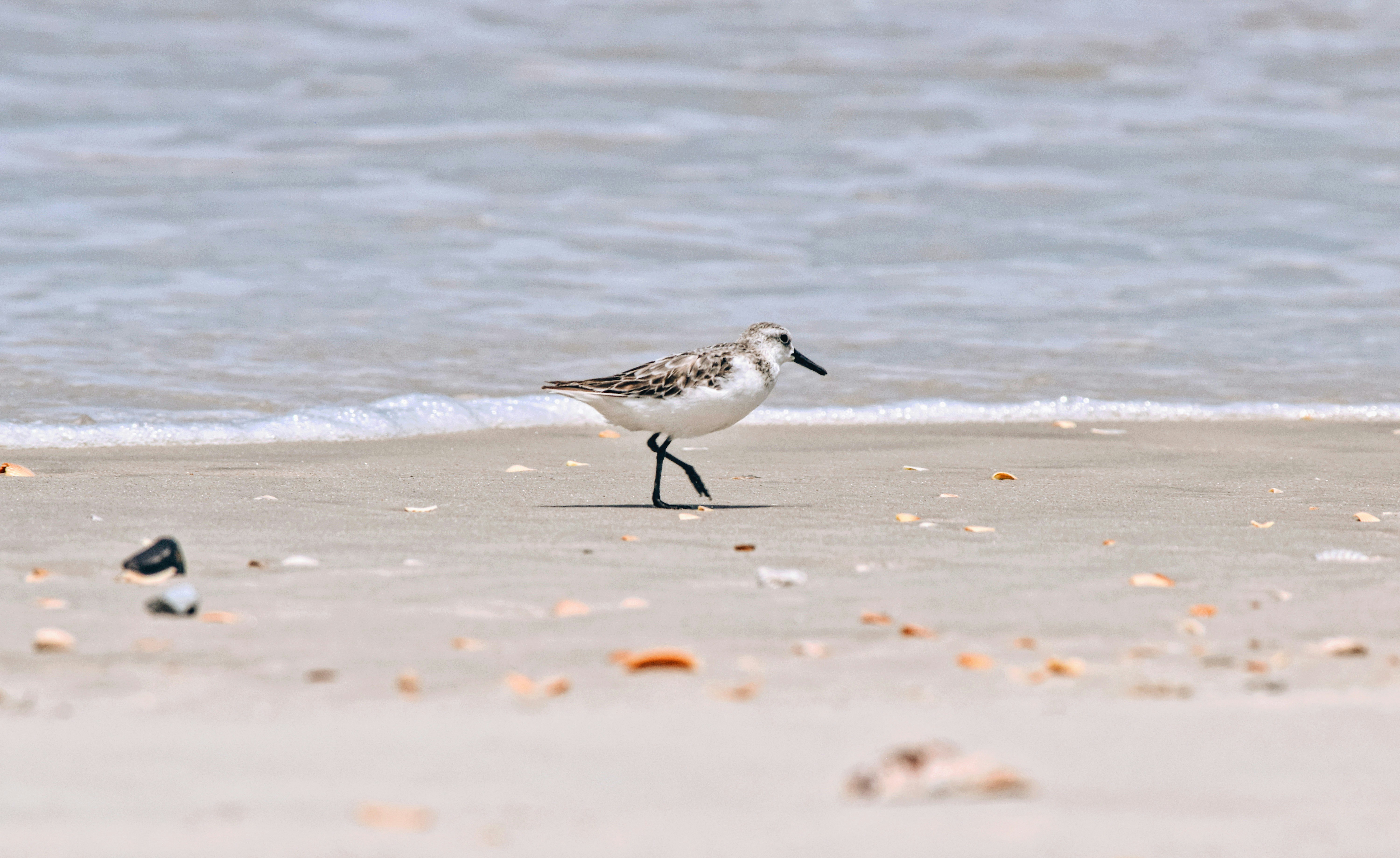 Footstep by the Tide: A Beach-Warded Snipe Struts Along the Shore