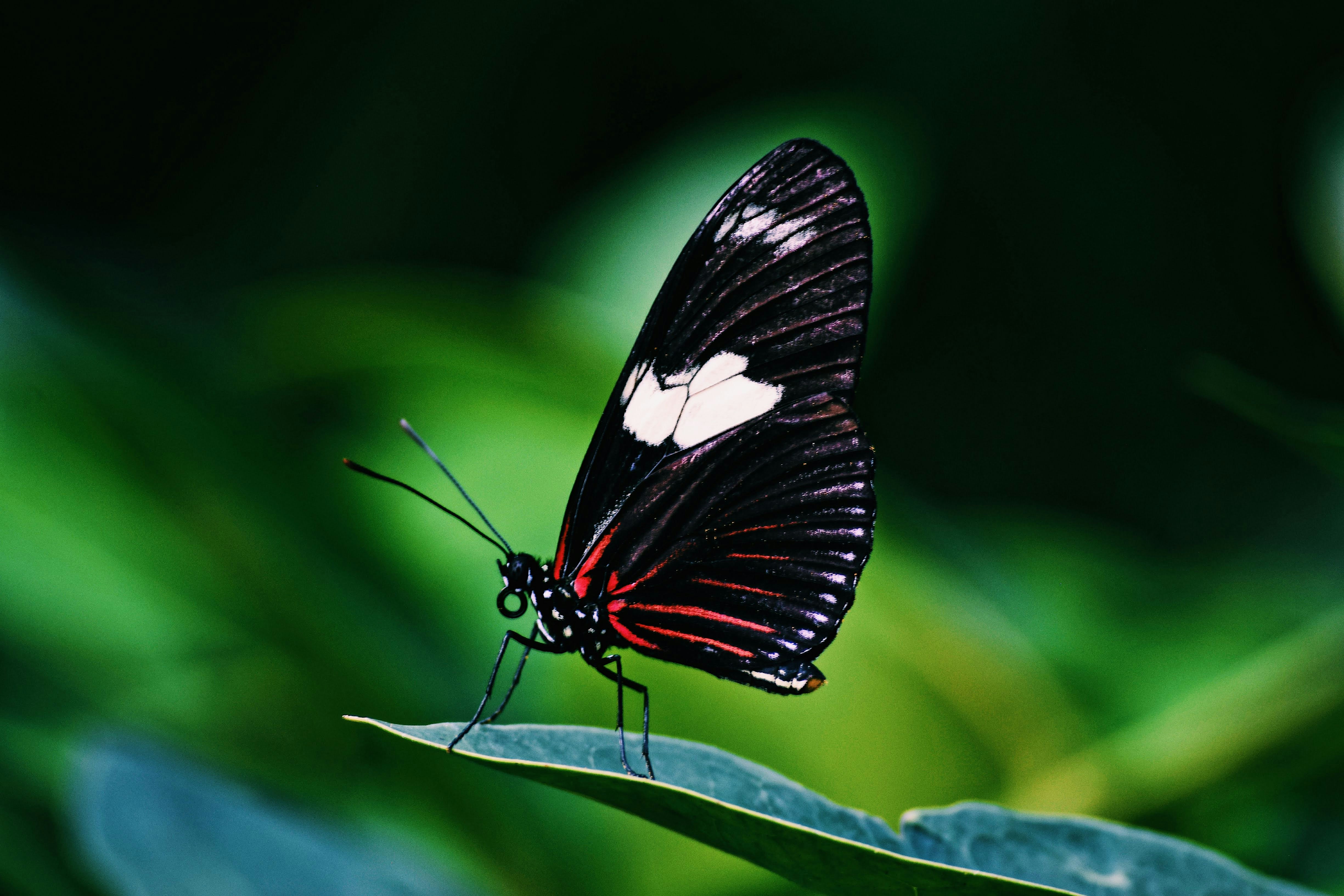Crimson-winged Butterfly Alight on a Leaf