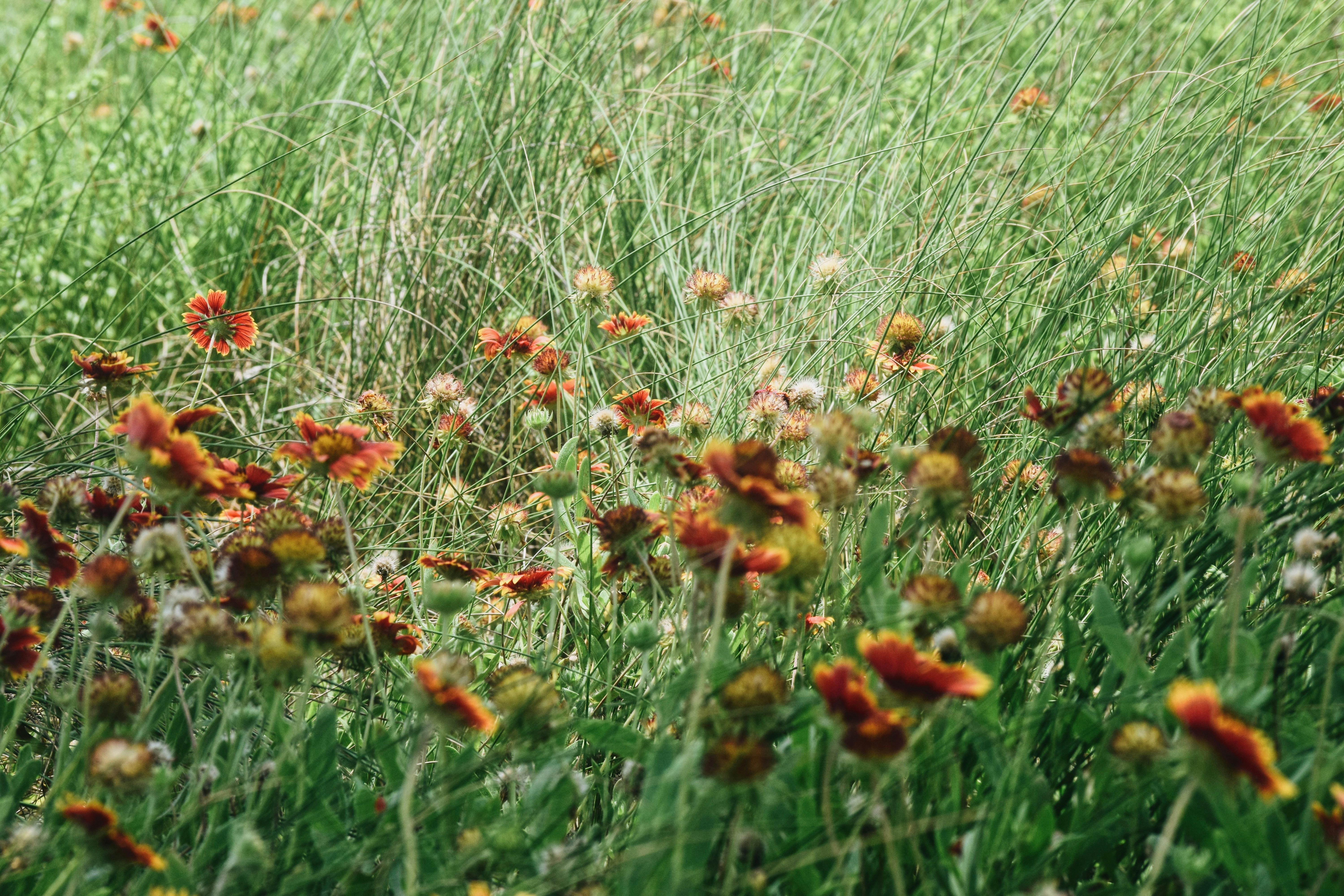 Bright coreopsis in a sunlit meadow with tall grasses creating a soft backdrop; an impression of natural field composition and color. This is a photograph capturing a field scene.
