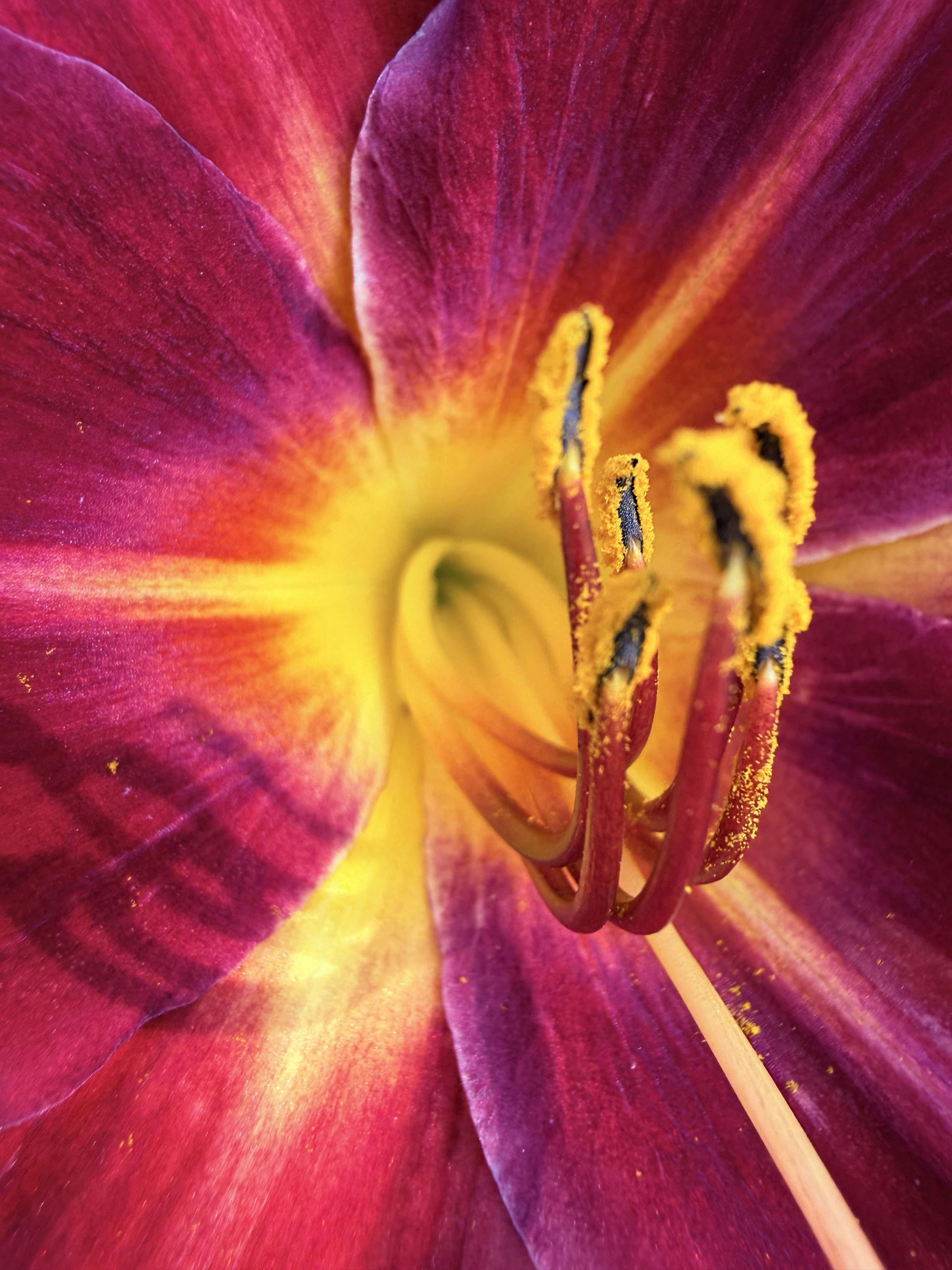 Stamen Spotlight: A Crimson Daybreak within a Scarlet Blossom