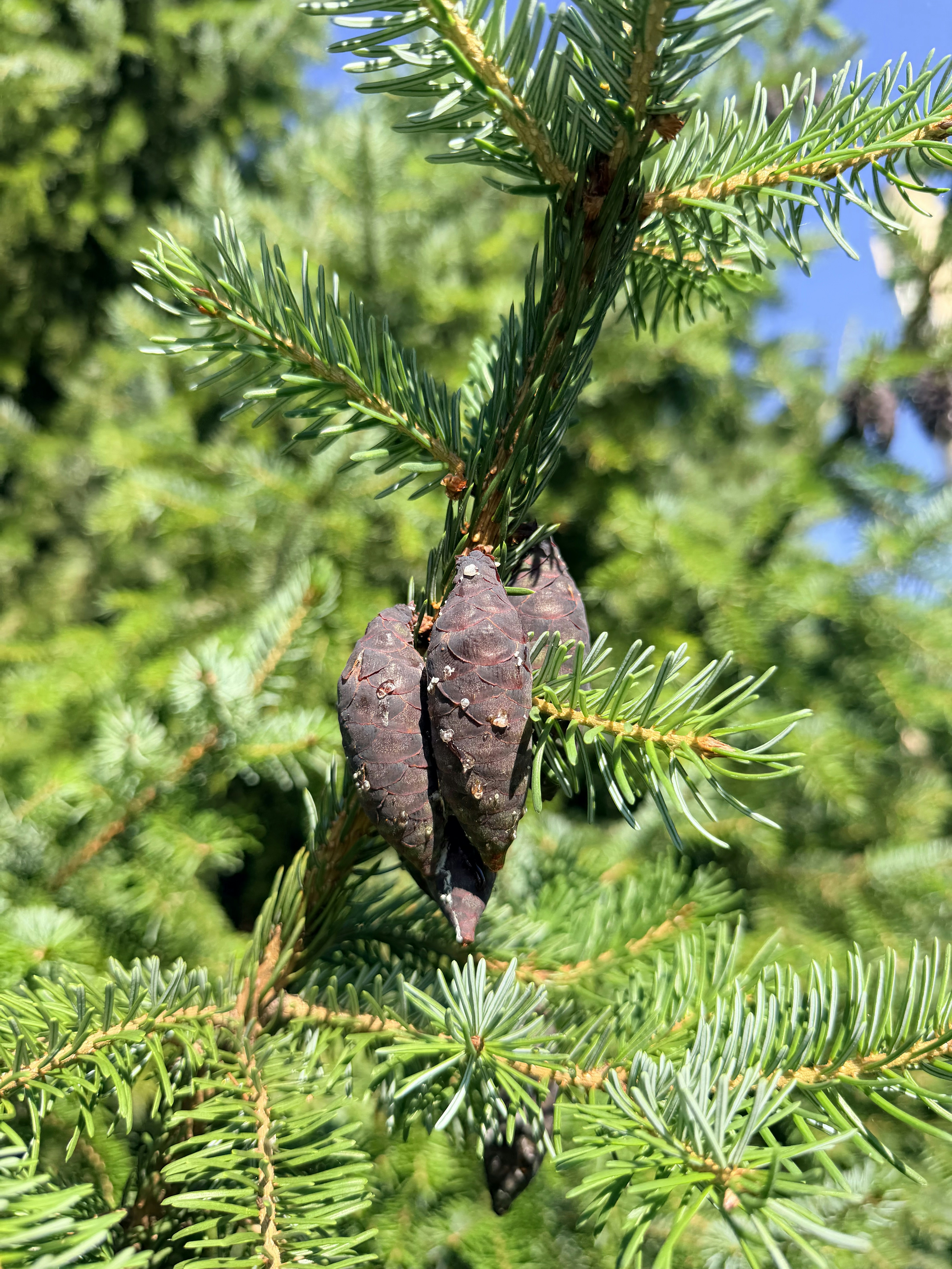 Close-up of pine cones nestled among blue-green needles on a sunlit conifer branch, with a blurred forest background.