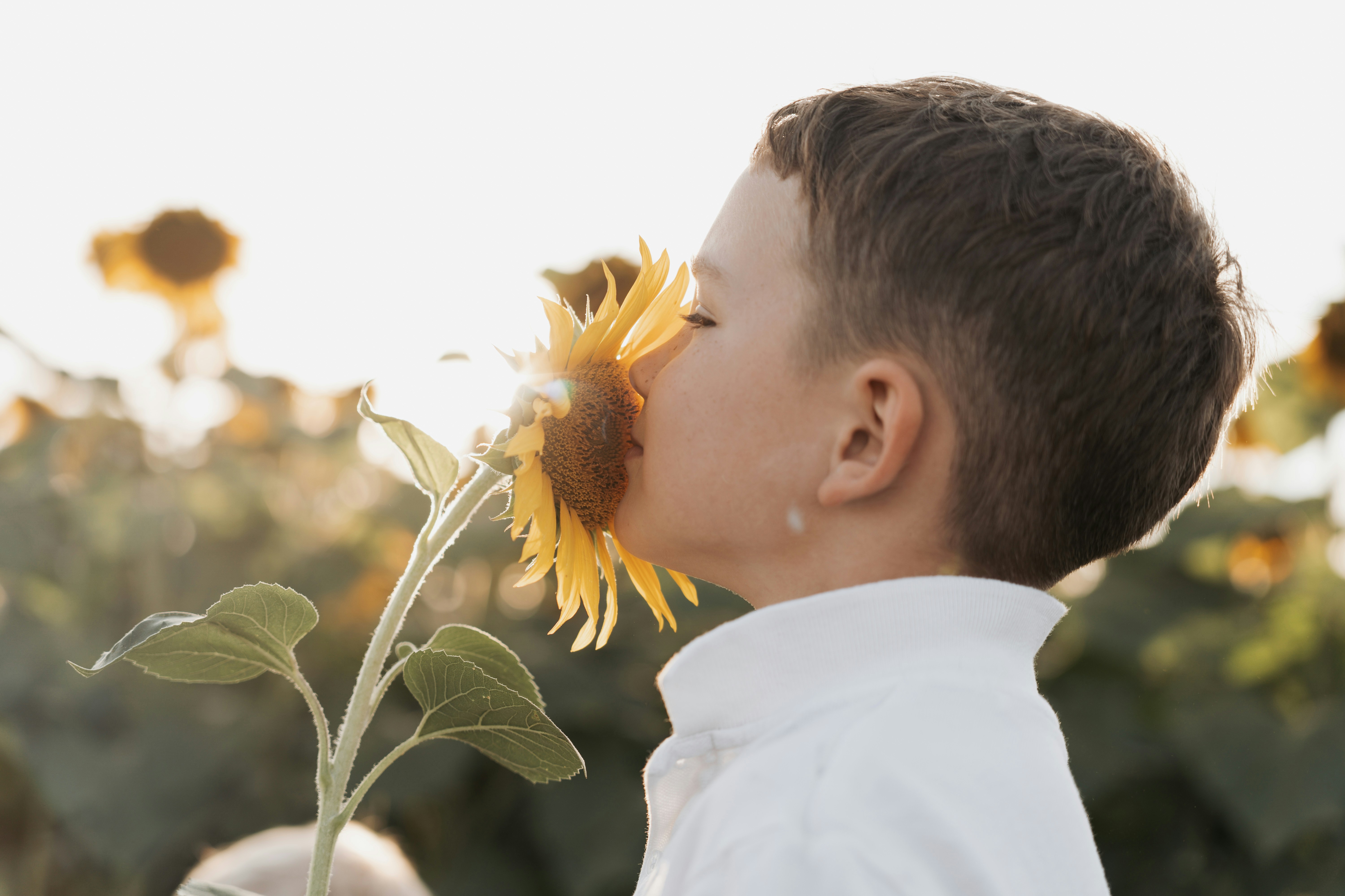 Sunflower Kiss: A Quiet Moment of Close Contact