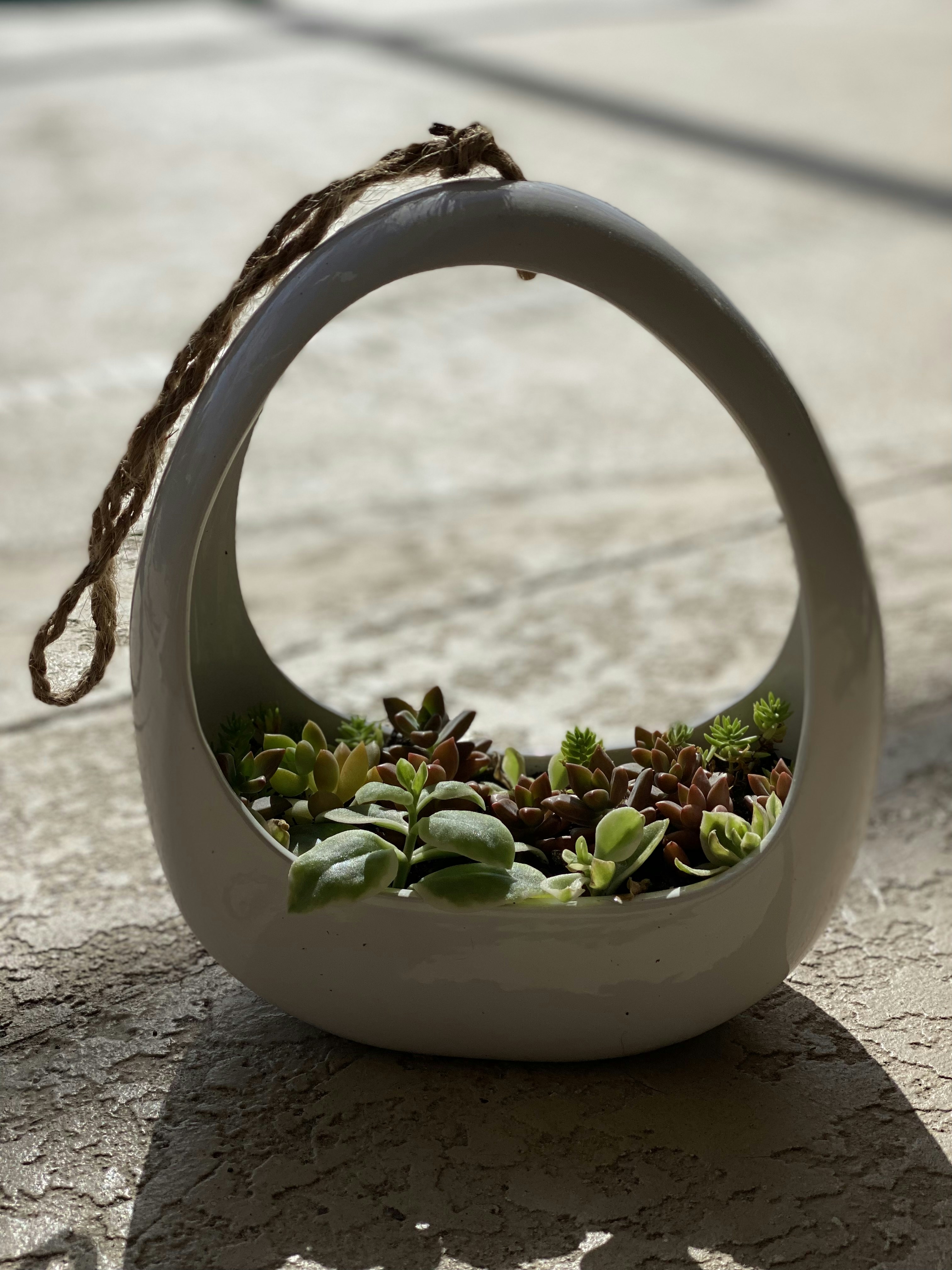 Succulent-filled circular pot on a textured surface, with a rope handle and soft sunlight; a still-life focus on geometry and plant detail.
