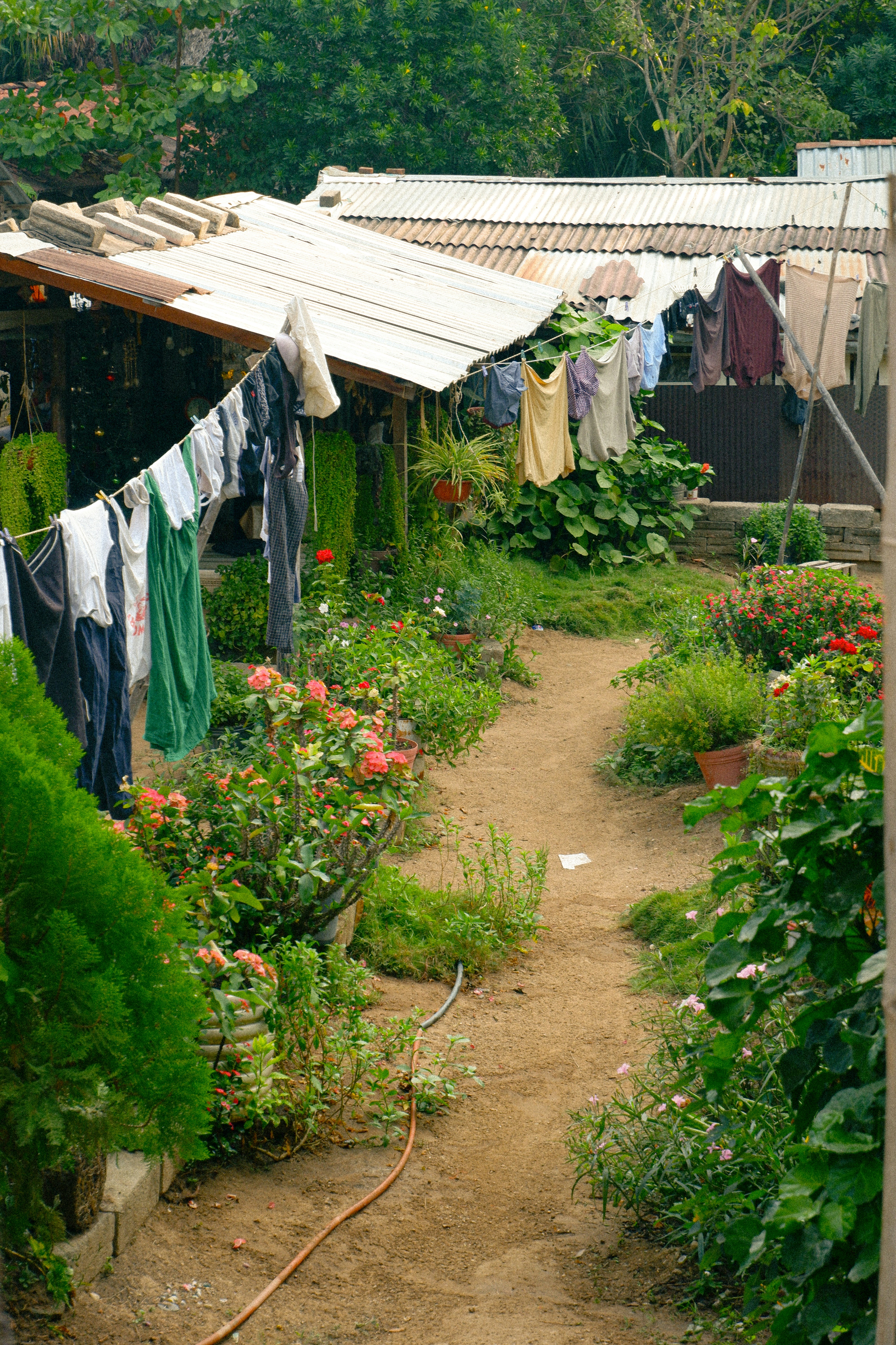 Garden Lane Laundry: A Colorful Row of Clothes and Roses