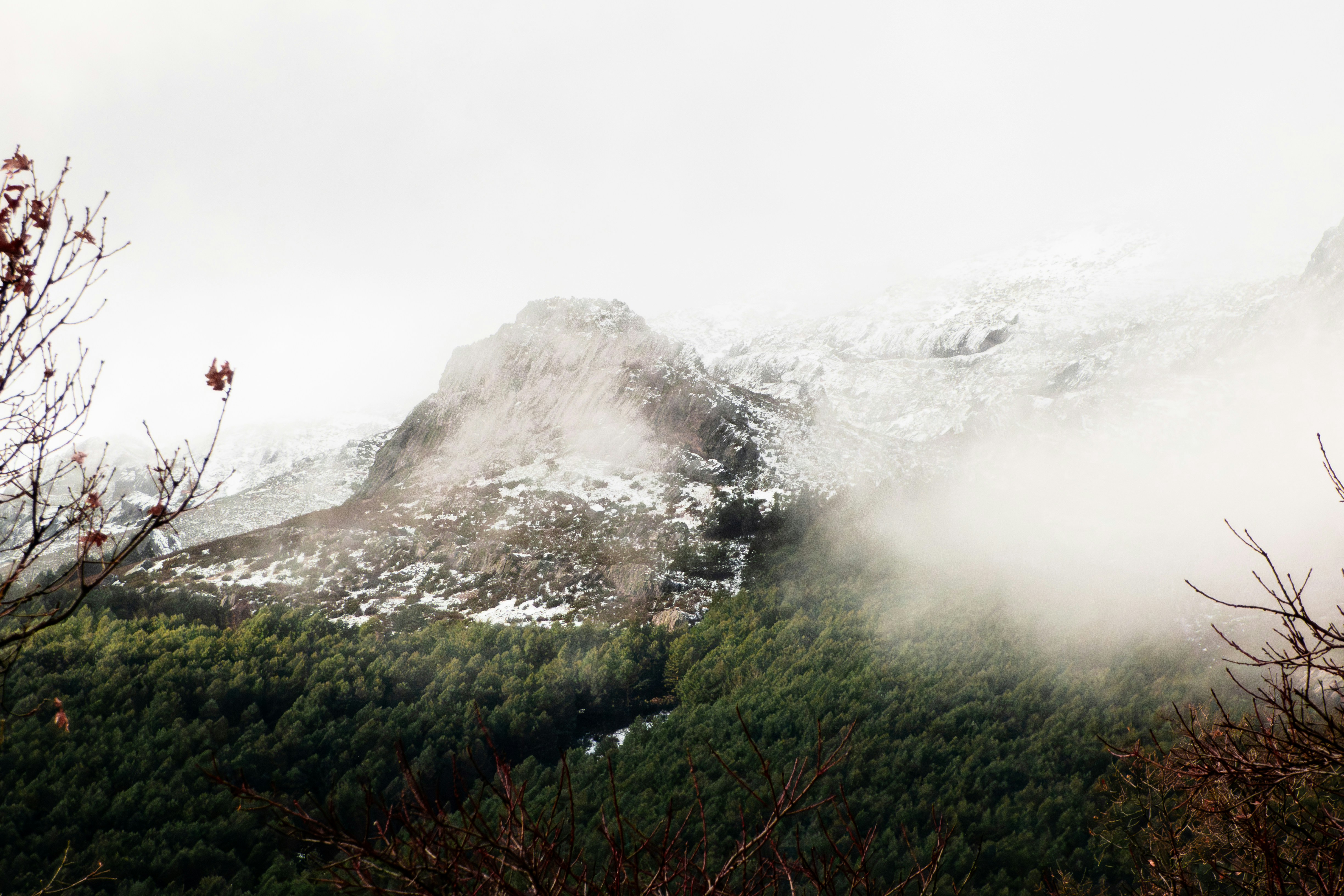 A high-angle shot depicts a rocky mountain peak partially covered in snow and enveloped in dense mist and low-hanging clouds. Below the rocky slopes, a dense green pine forest covers the hillside. Bare tree branches frame the lower and left edges of the foreground under an overcast sky.