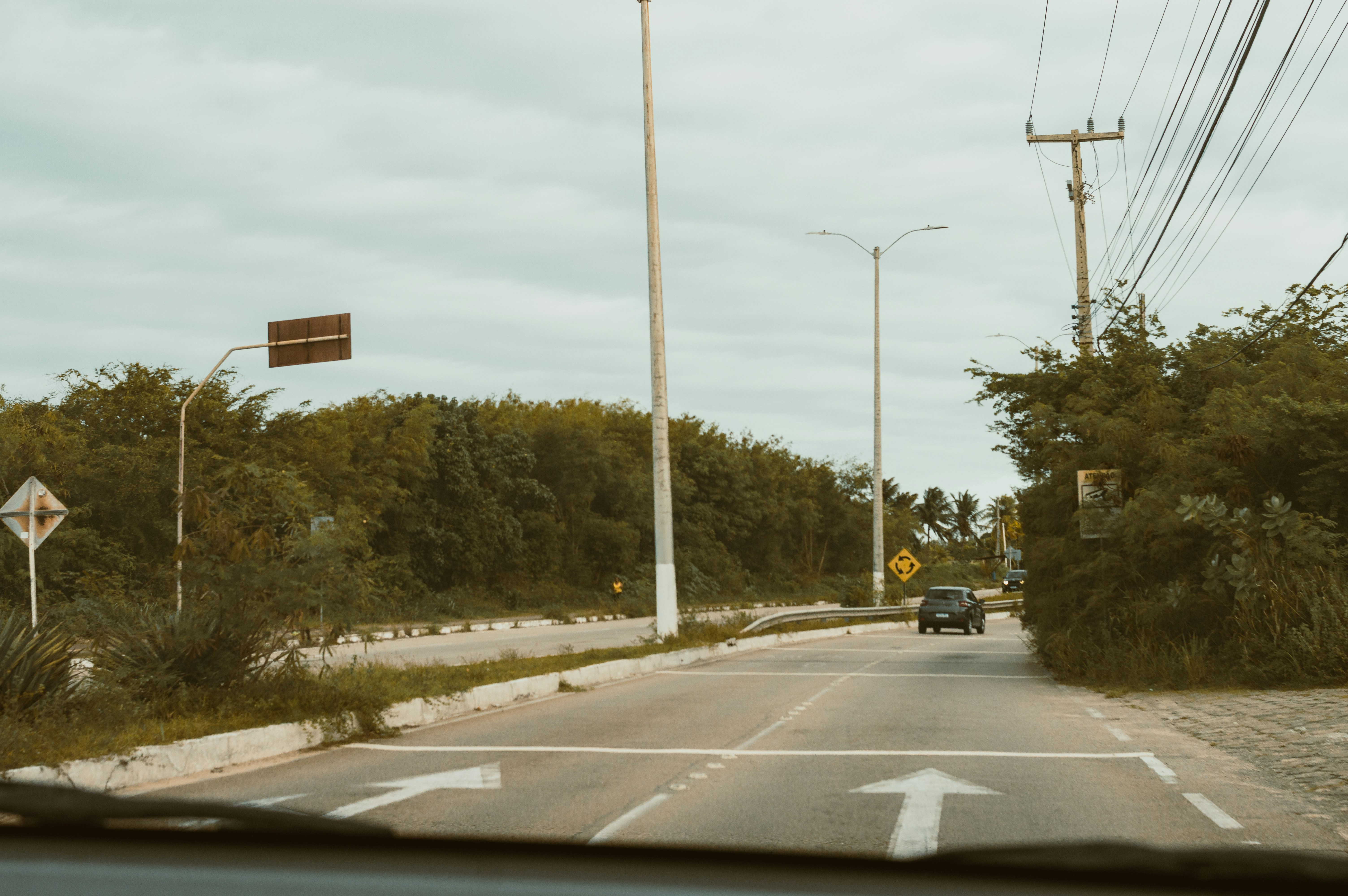 Toward the Horizon: A Quiet Drive Along a Tree-Lined Avenue