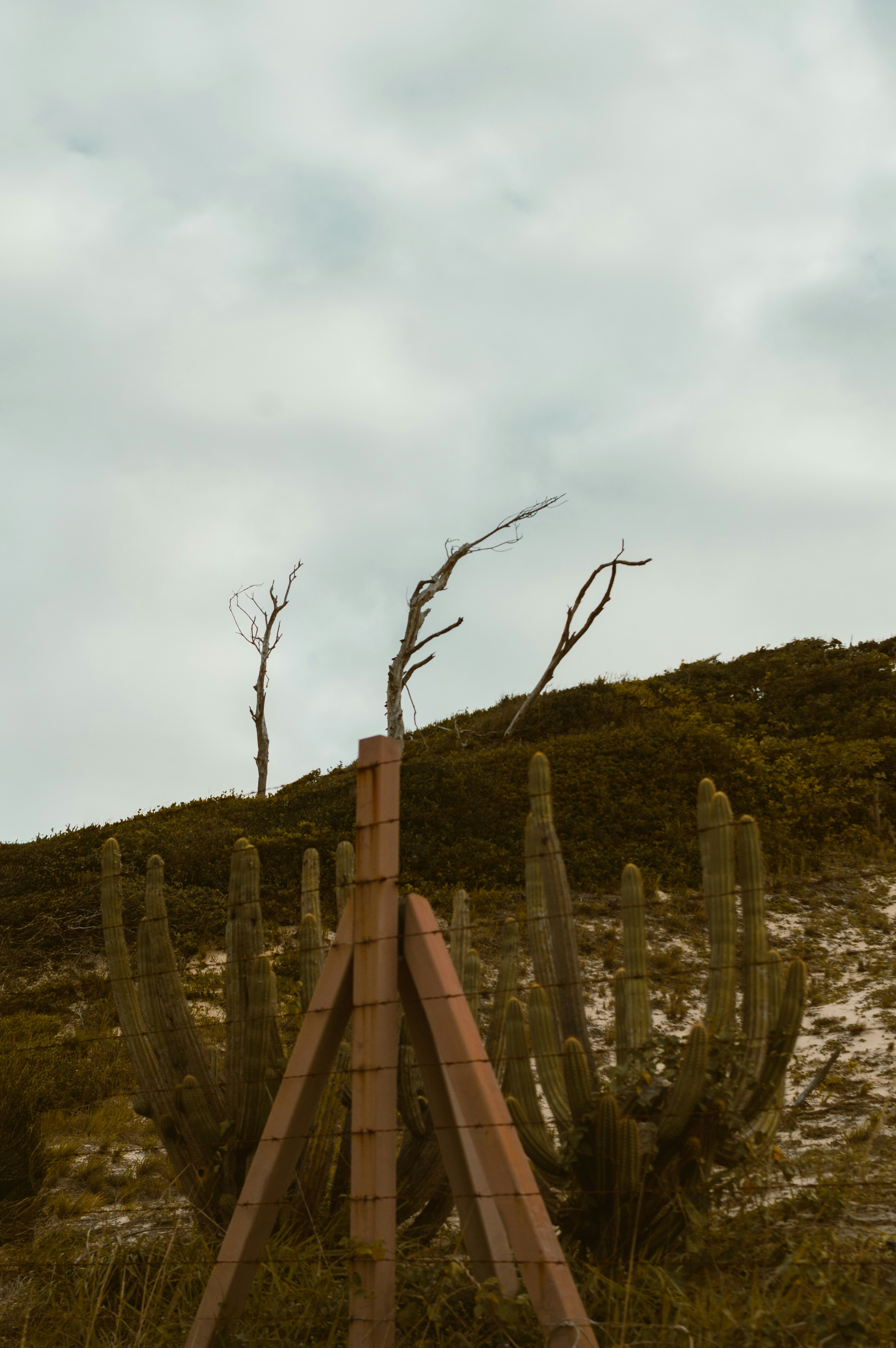Desert Fence and Skeleton Sky