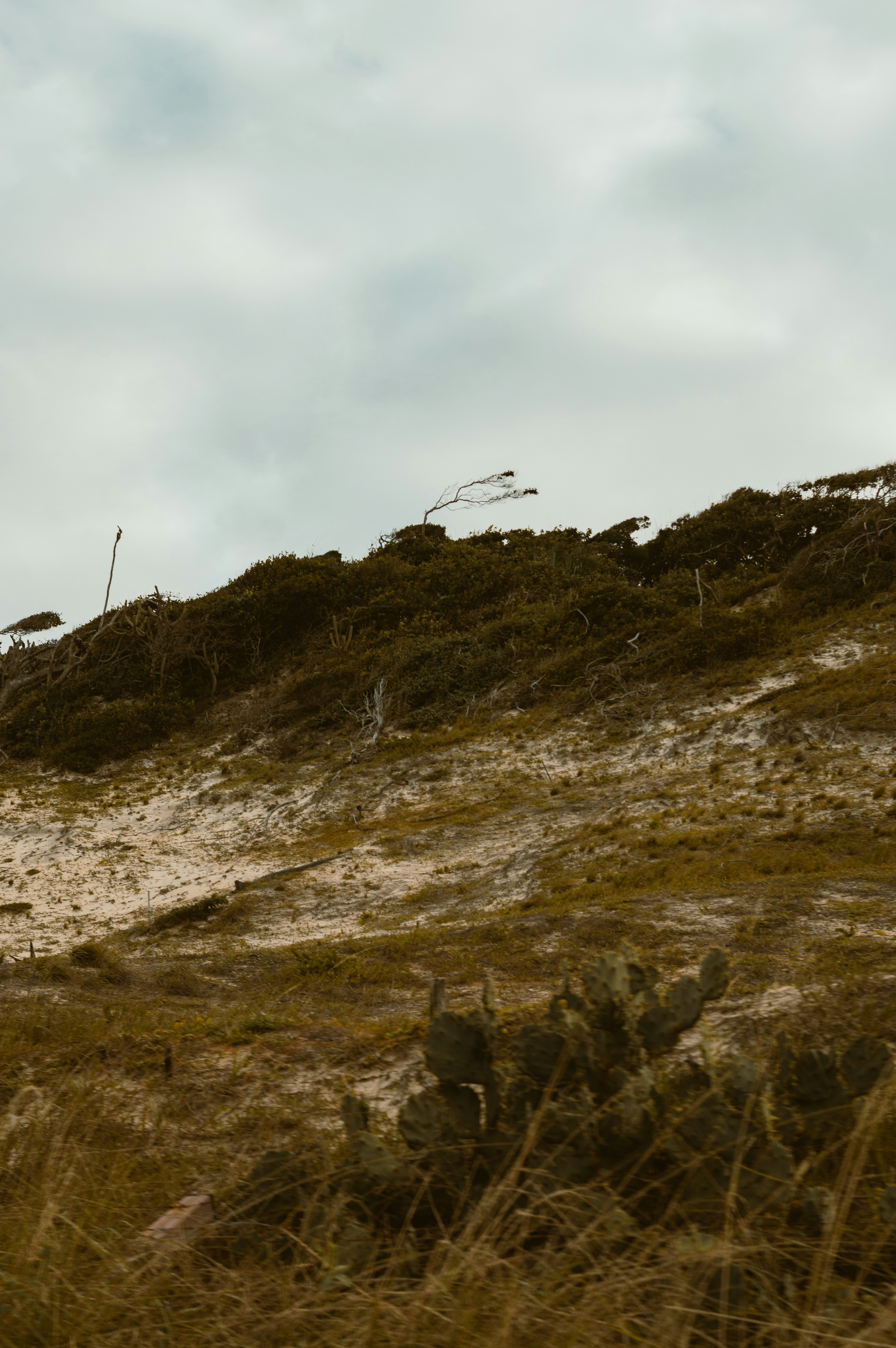 Dune Crest and Wind-Swept Trees Under Overcast Sky