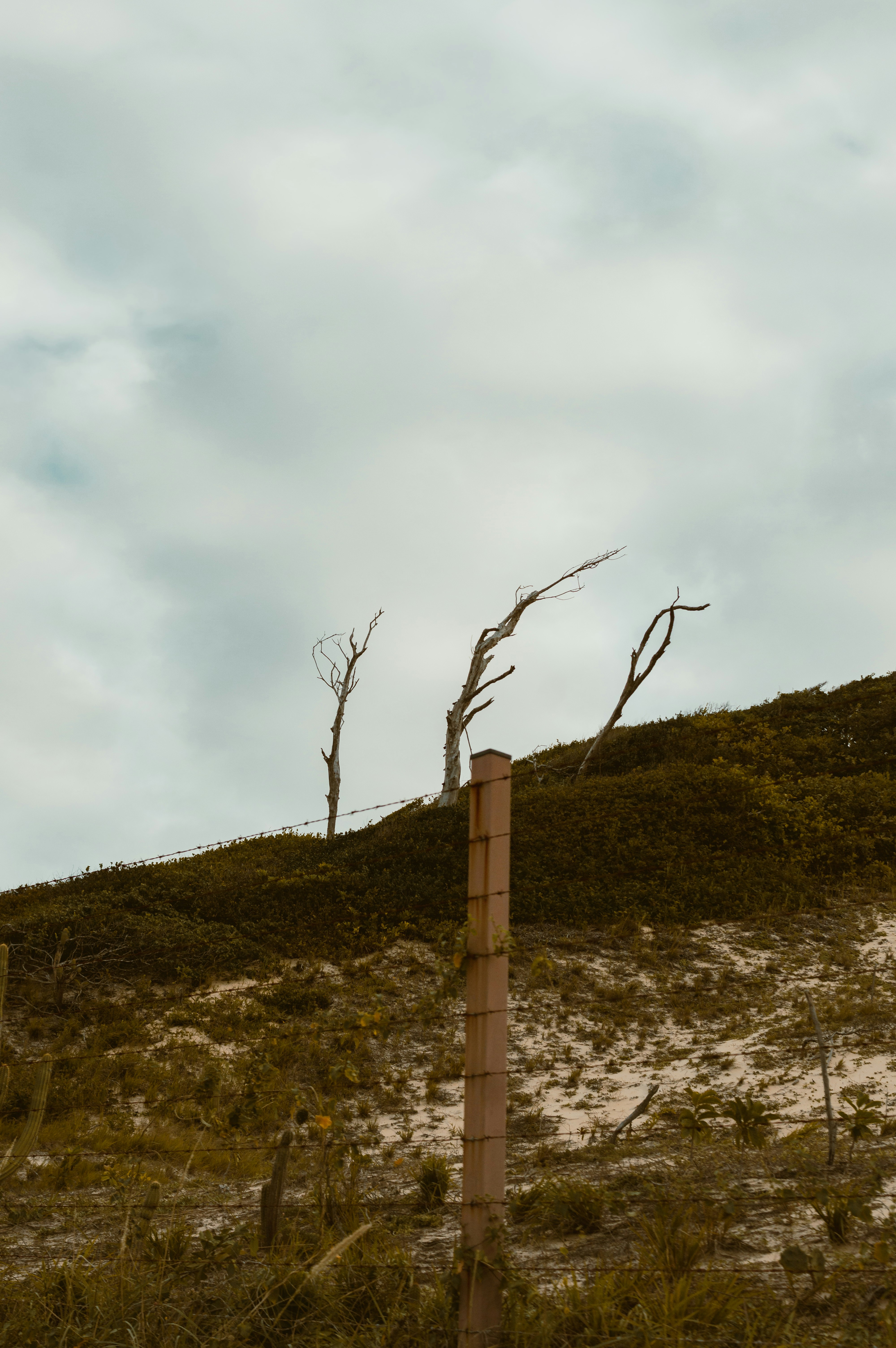 Lonely Windswept Fence Over Dune