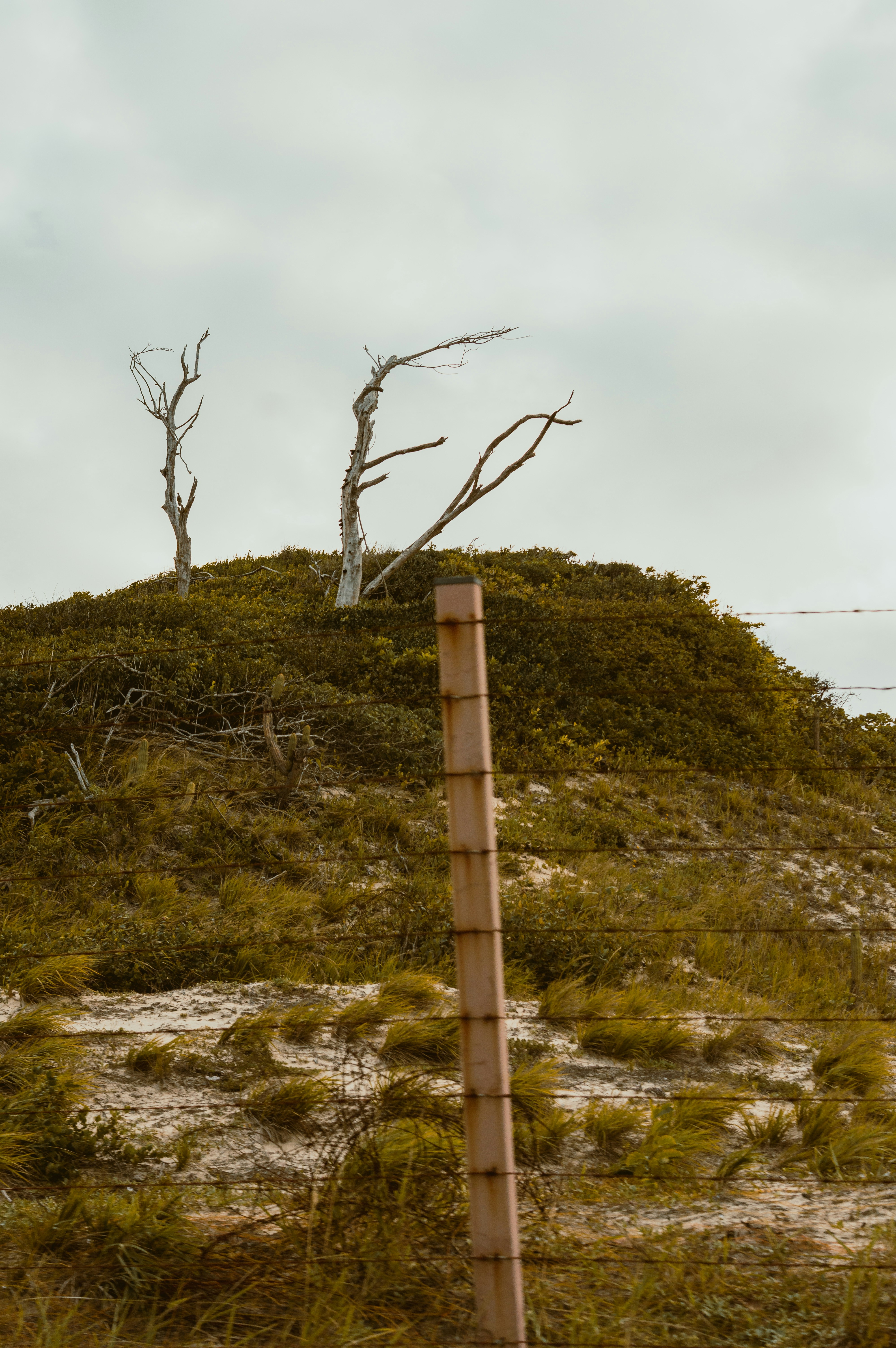 Deserted dune, weathered trees, and a rusted fence