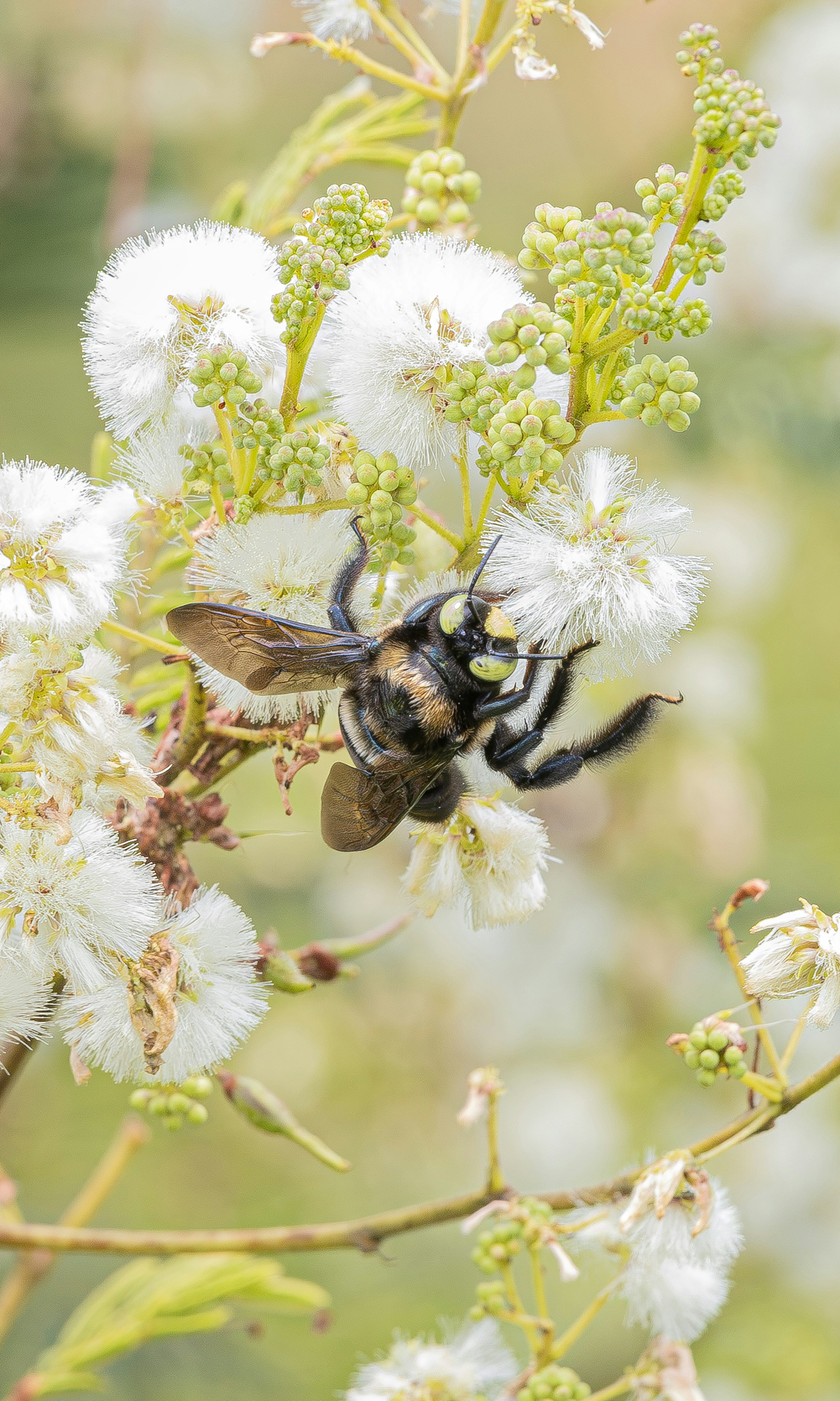 Buzzing Perch: A Large Bee Among White Puffball Flowers