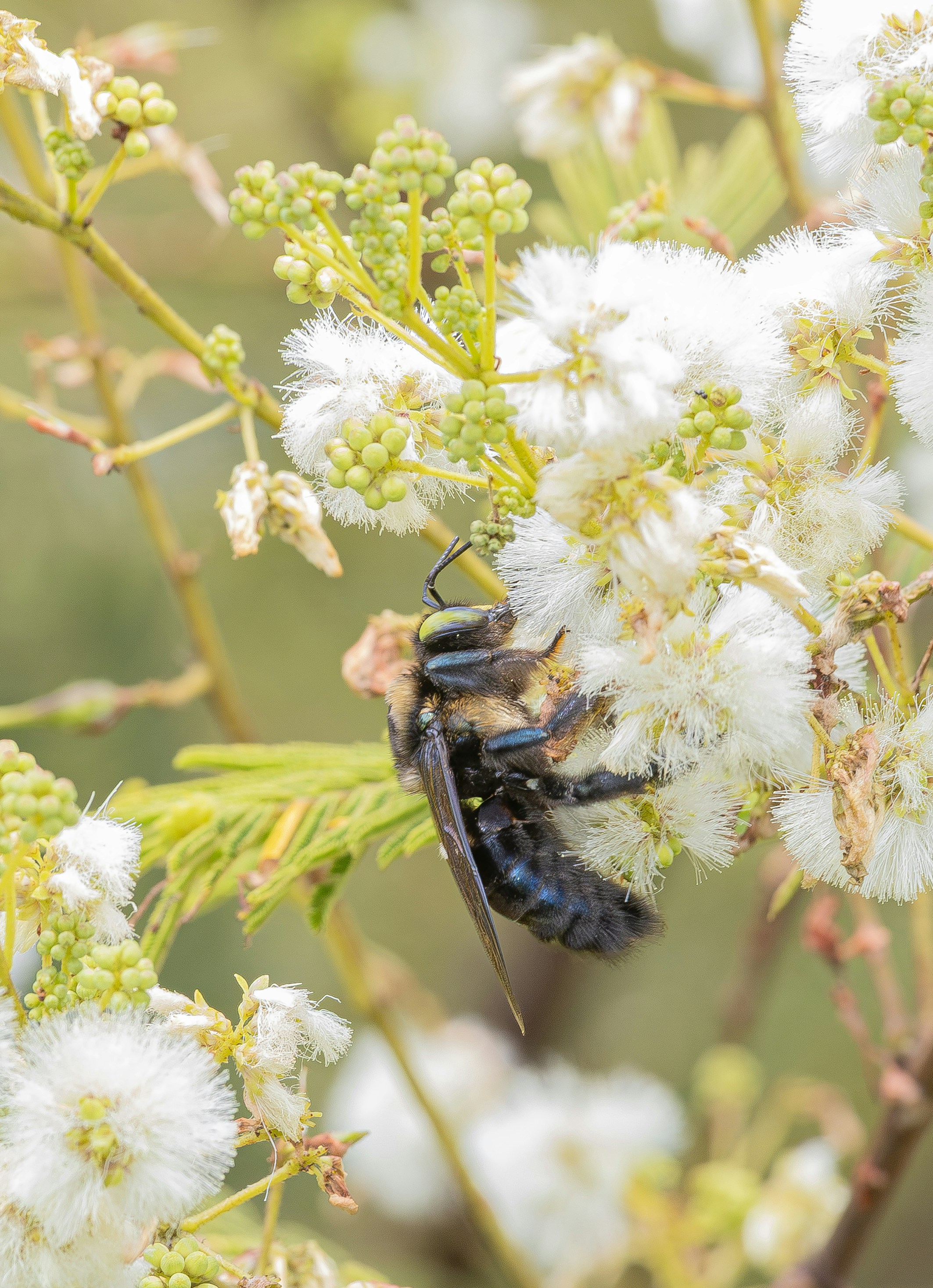 Bubblegum Bee on a Cloudy Bloom: A Macro Moment
