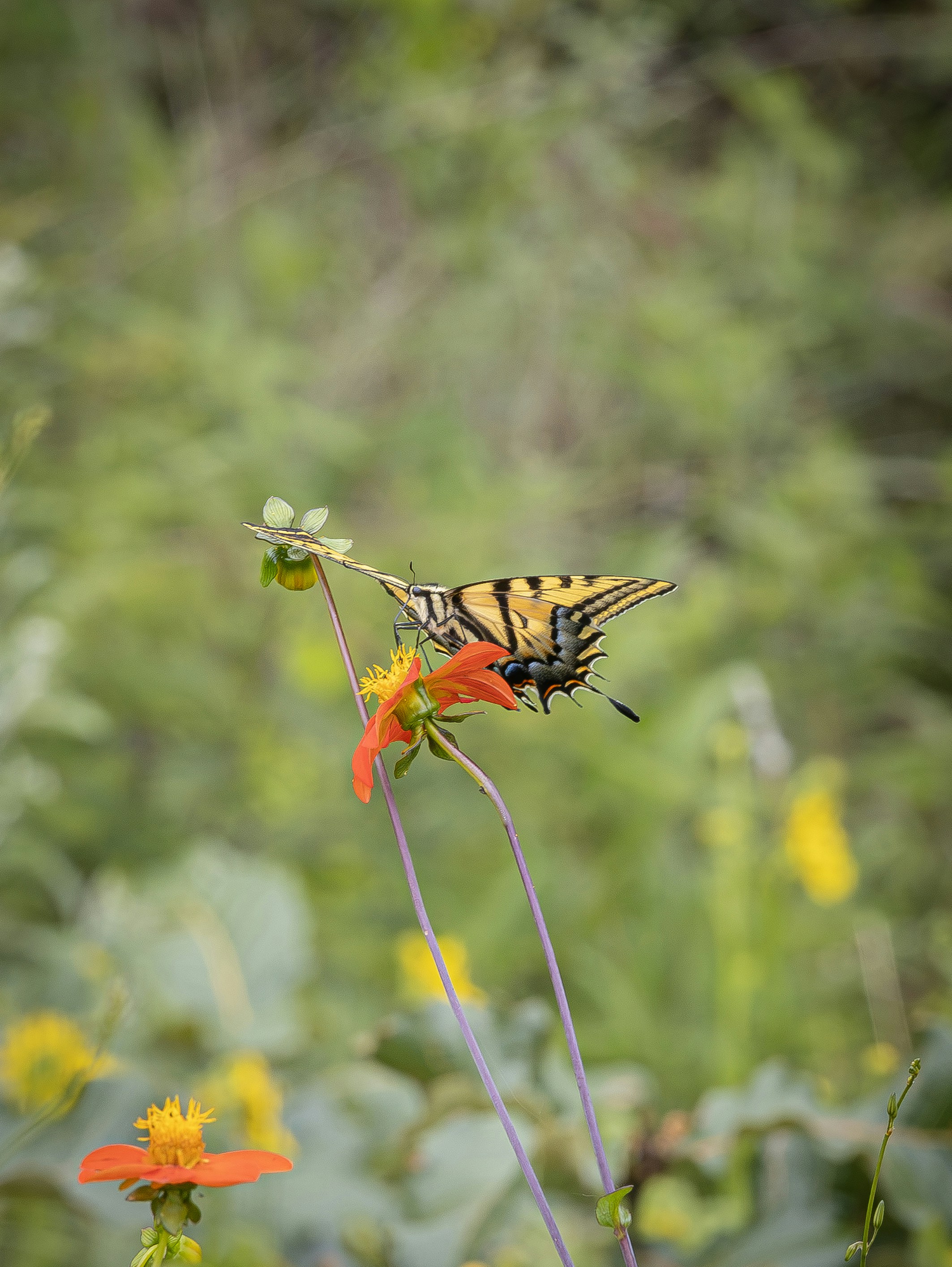 A Tiger Swallowtail Perches on Bright Coral Florals in a Meadow