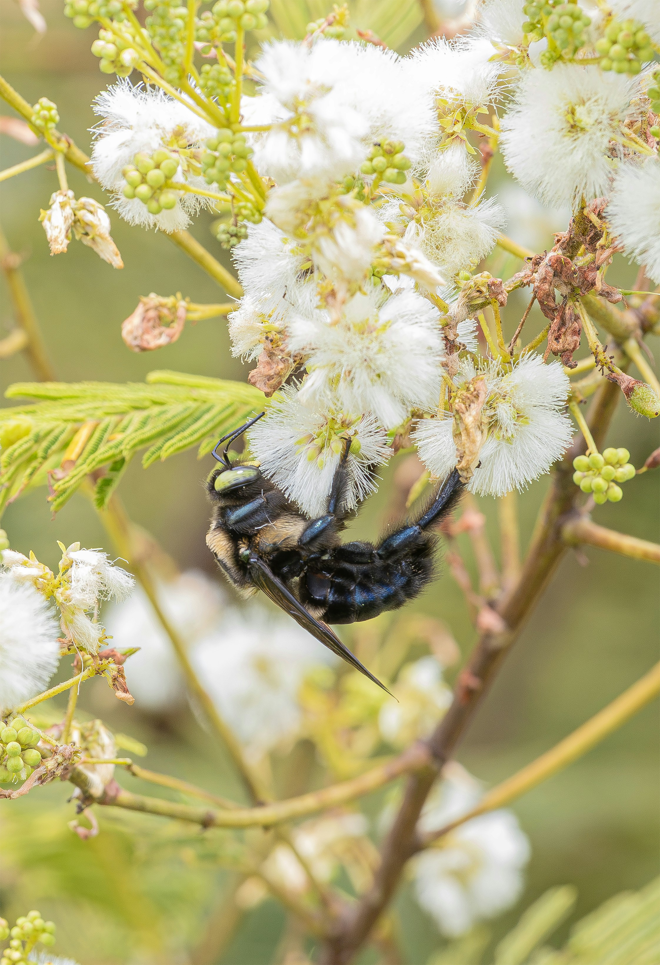 Midflight to Bloom: A Black-Banded Bee Quietly Clings to White Puffflowers