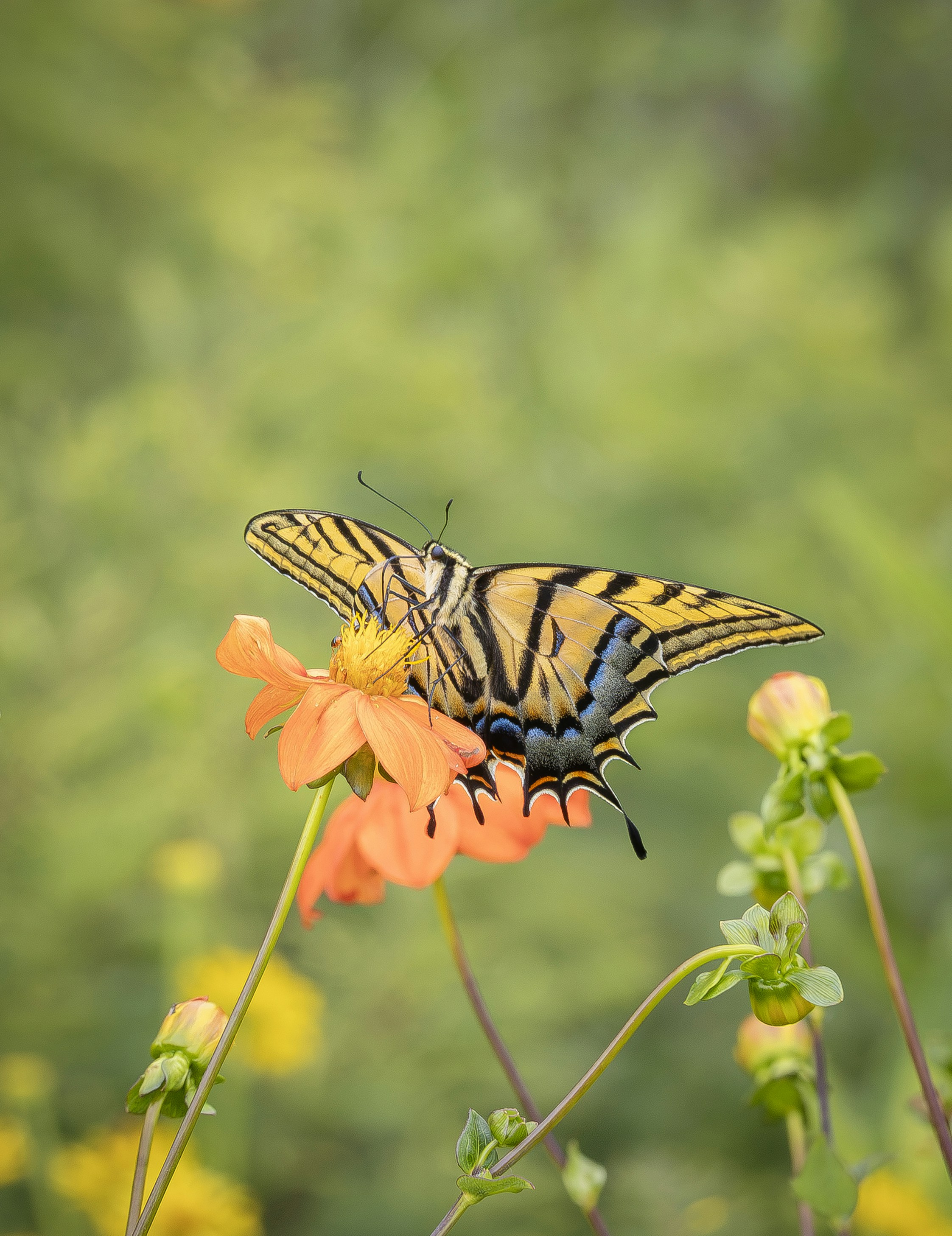 Tiger Swallowtail on a Coral Bloom: A Moment of Pollinator Grace