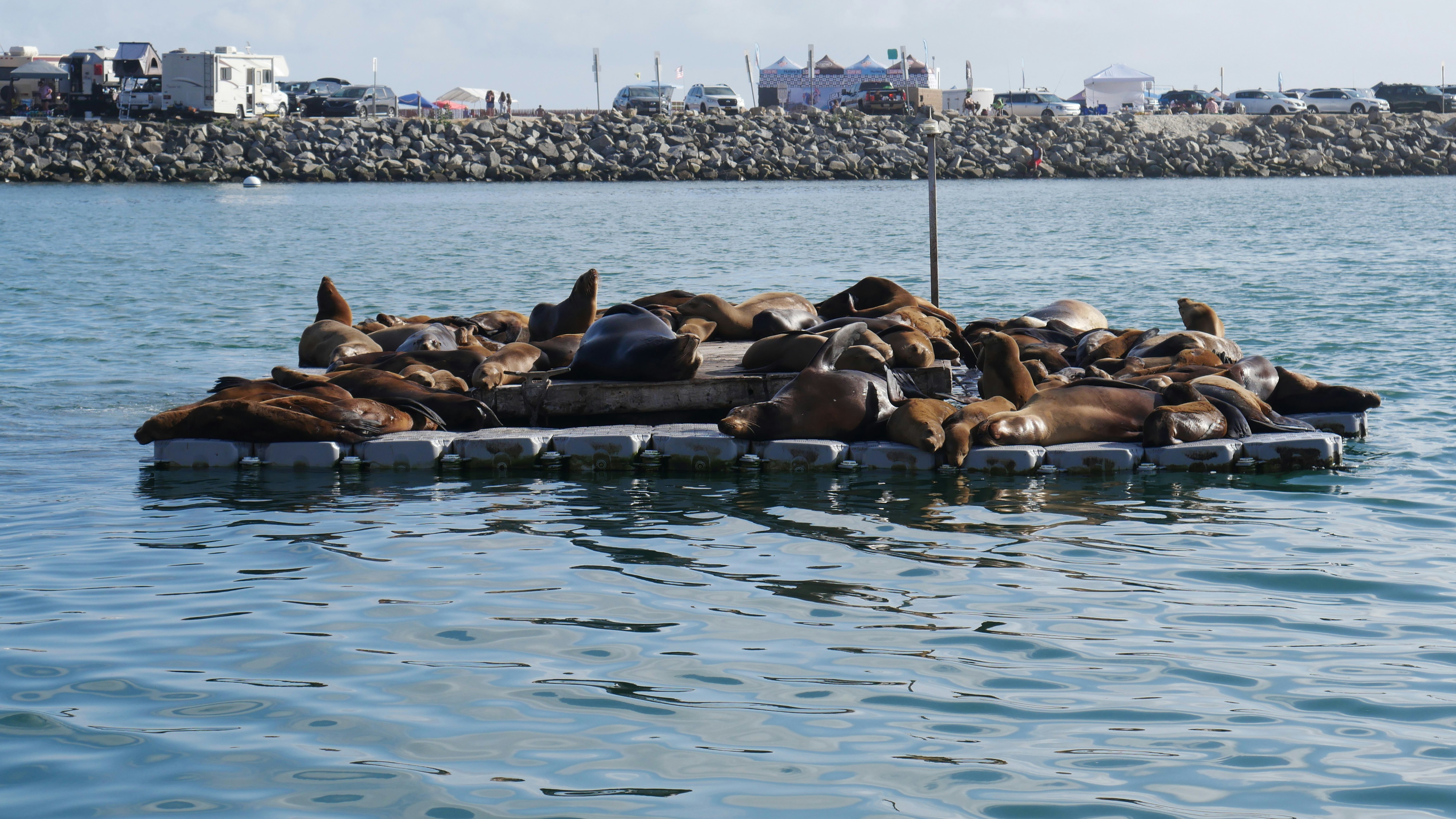 Sea Lions on a Floating Platform: A Lazy Colony by the Breakwater