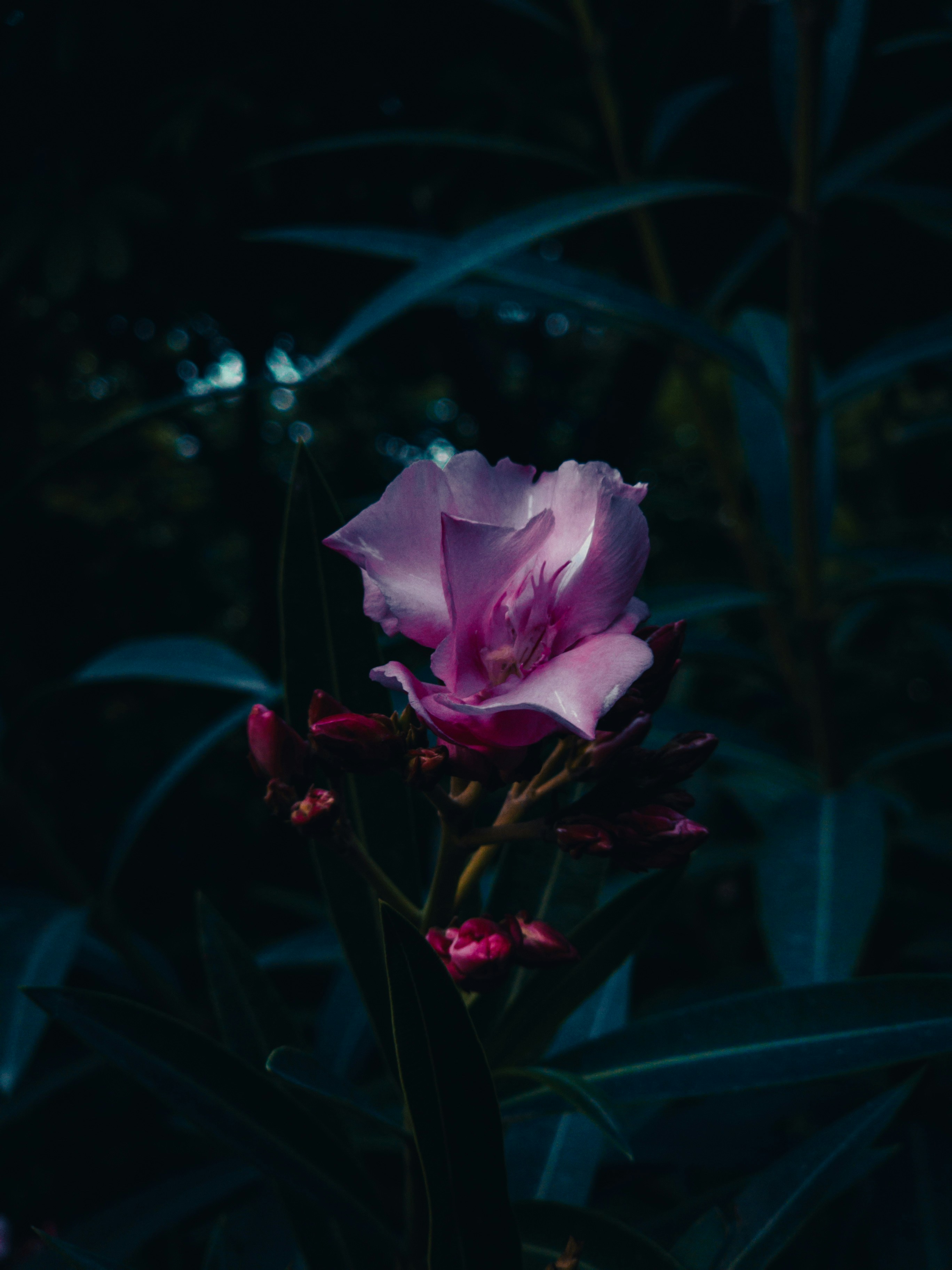 Midnight Orchid: A Pink Bloom Surrounded by Dusky Foliage