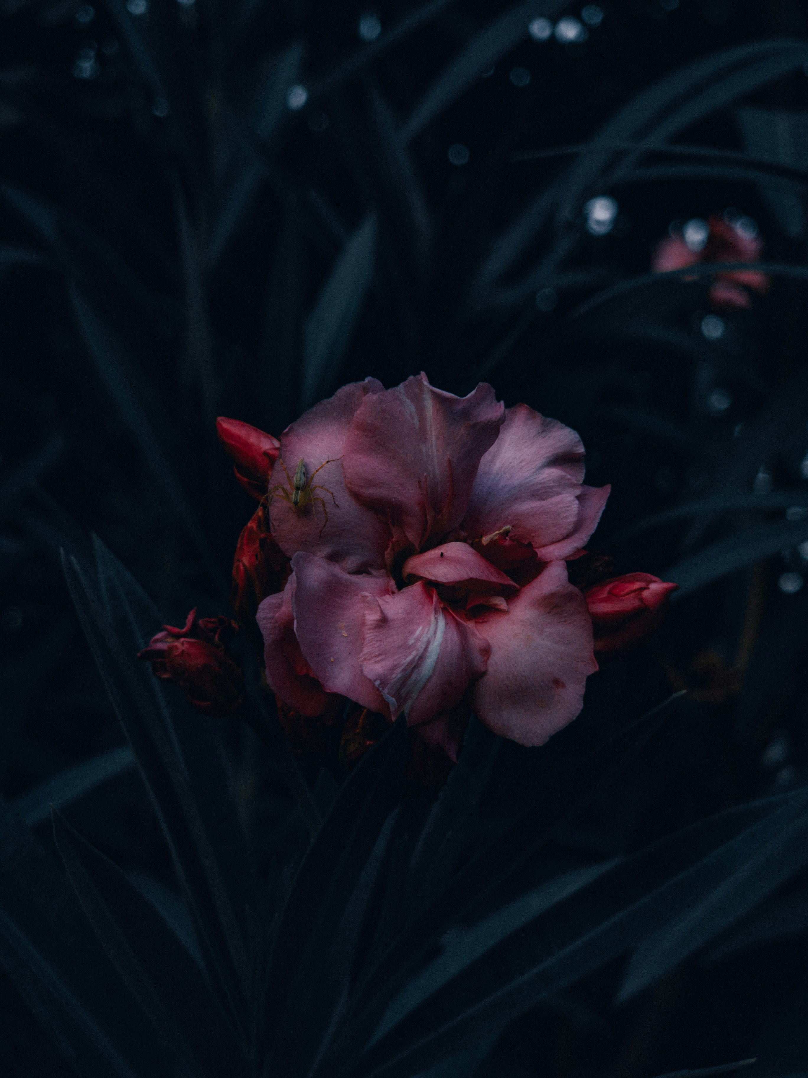 Midnight Bloom: Pink Flower Emerging from Dark Foliage