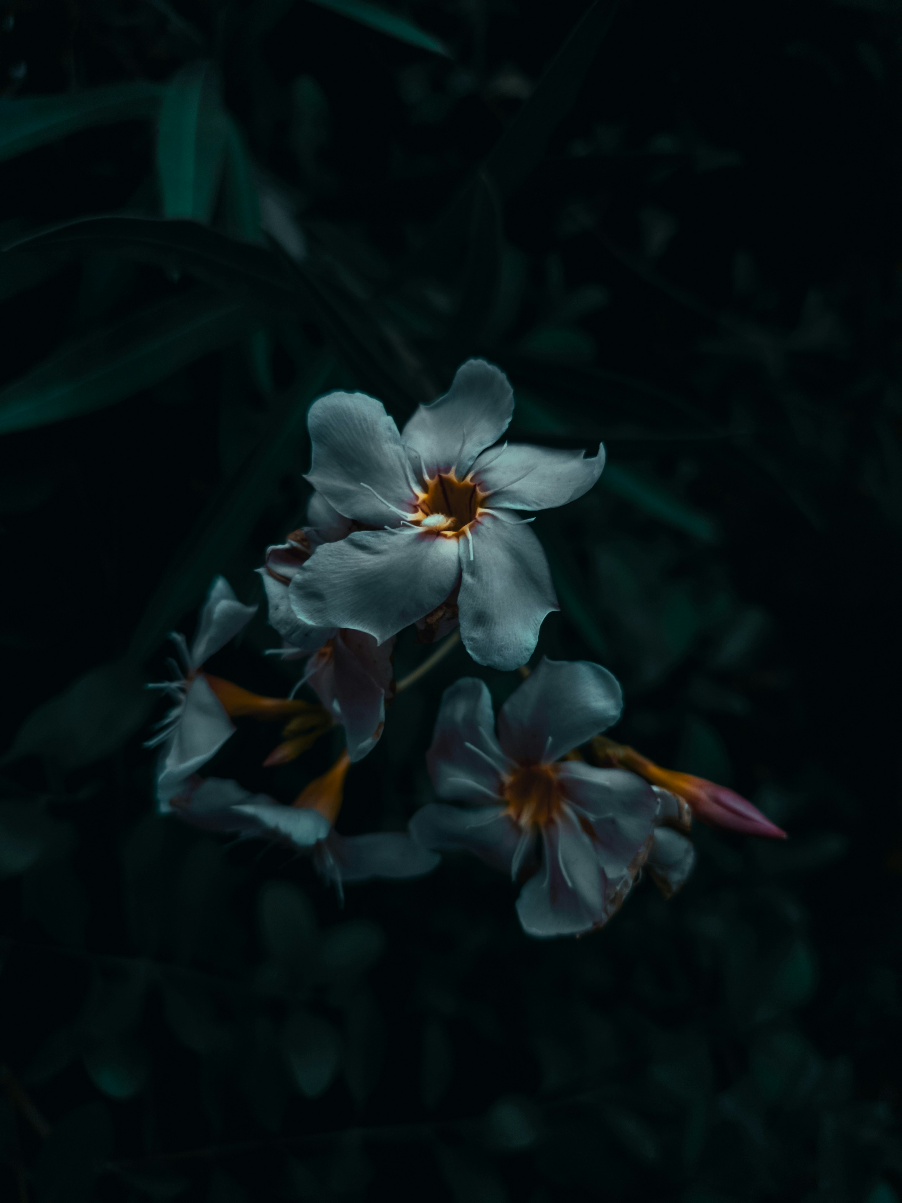 Moonlit Bloom: A Cluster of Dimly Lit White Flowers