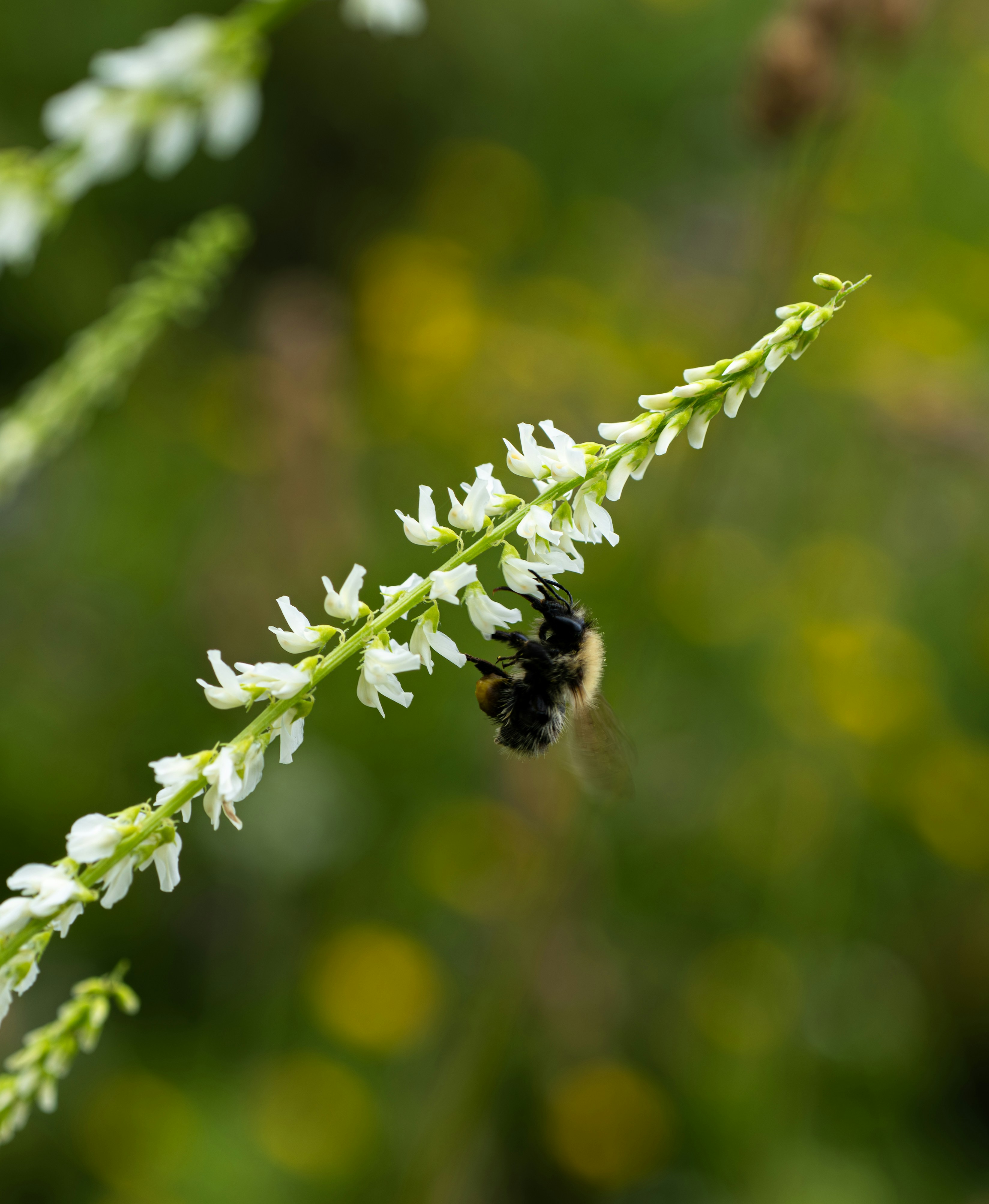 Bee on a white-tinged spike: a moment of stillness amid green bokeh