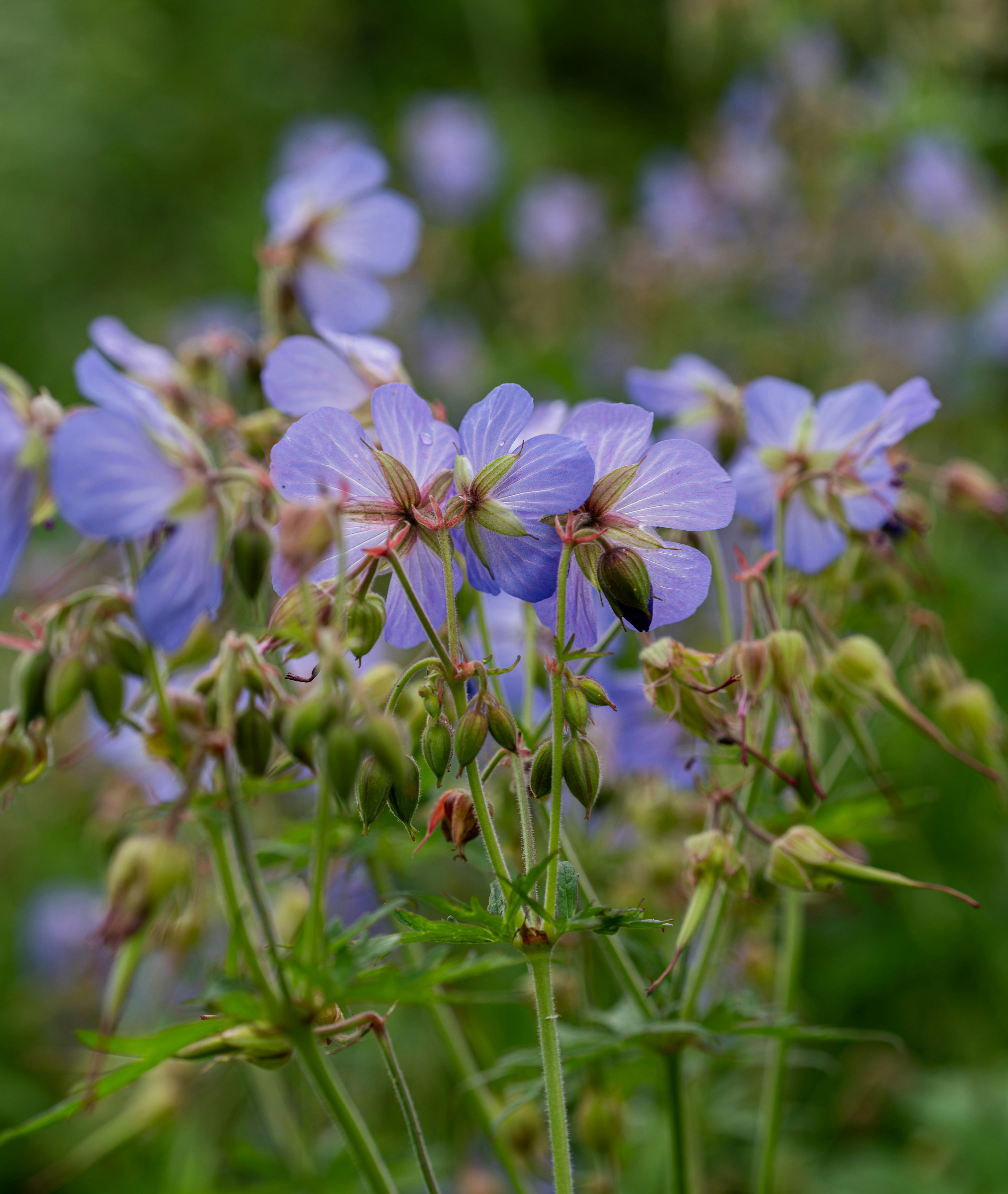 Lavender-Blue Blooms: Tender Quiet in a Garden