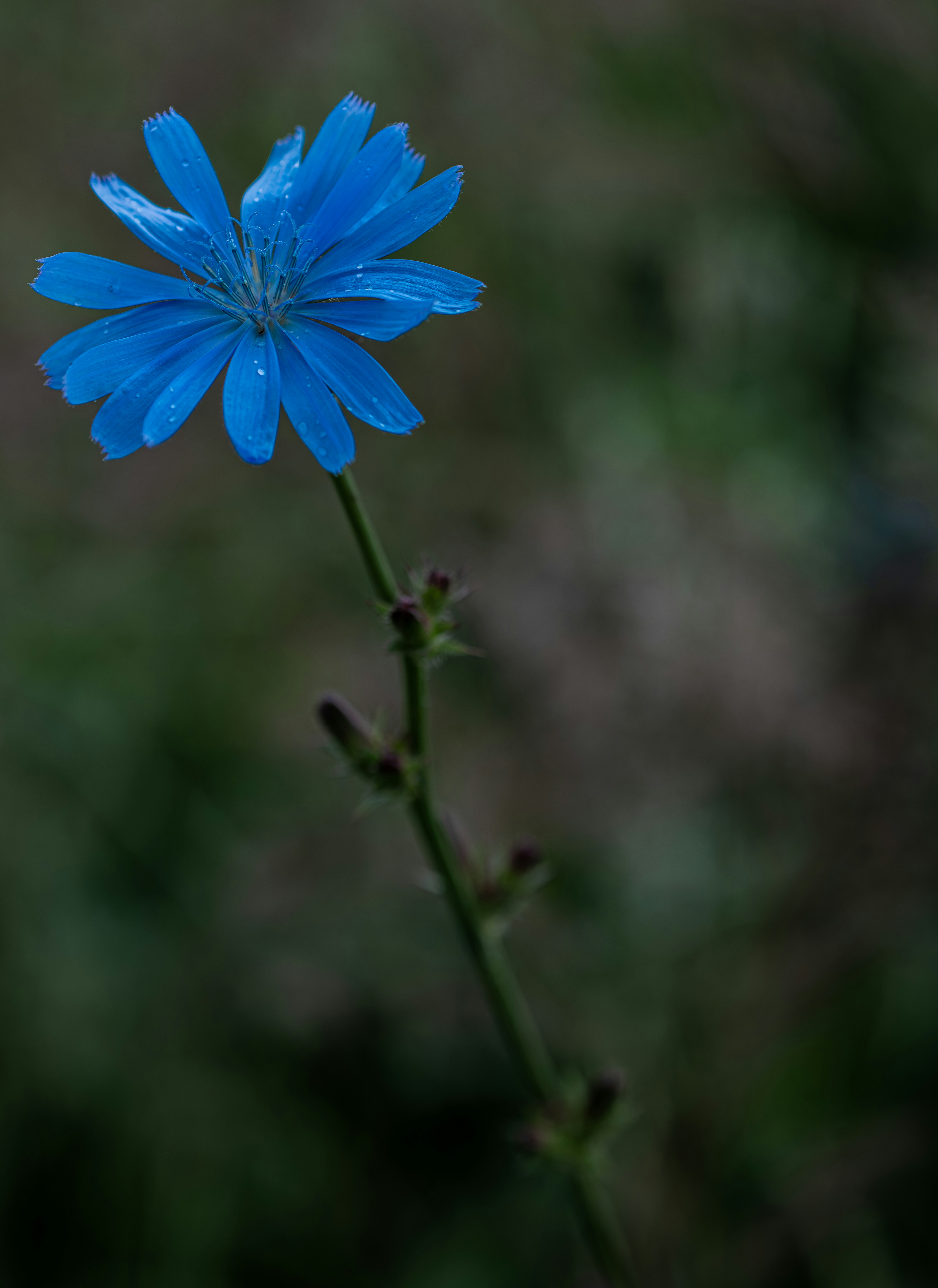 Bold blue flower on a slender stem stands in sharp focus while the background flattens into a muted blur.