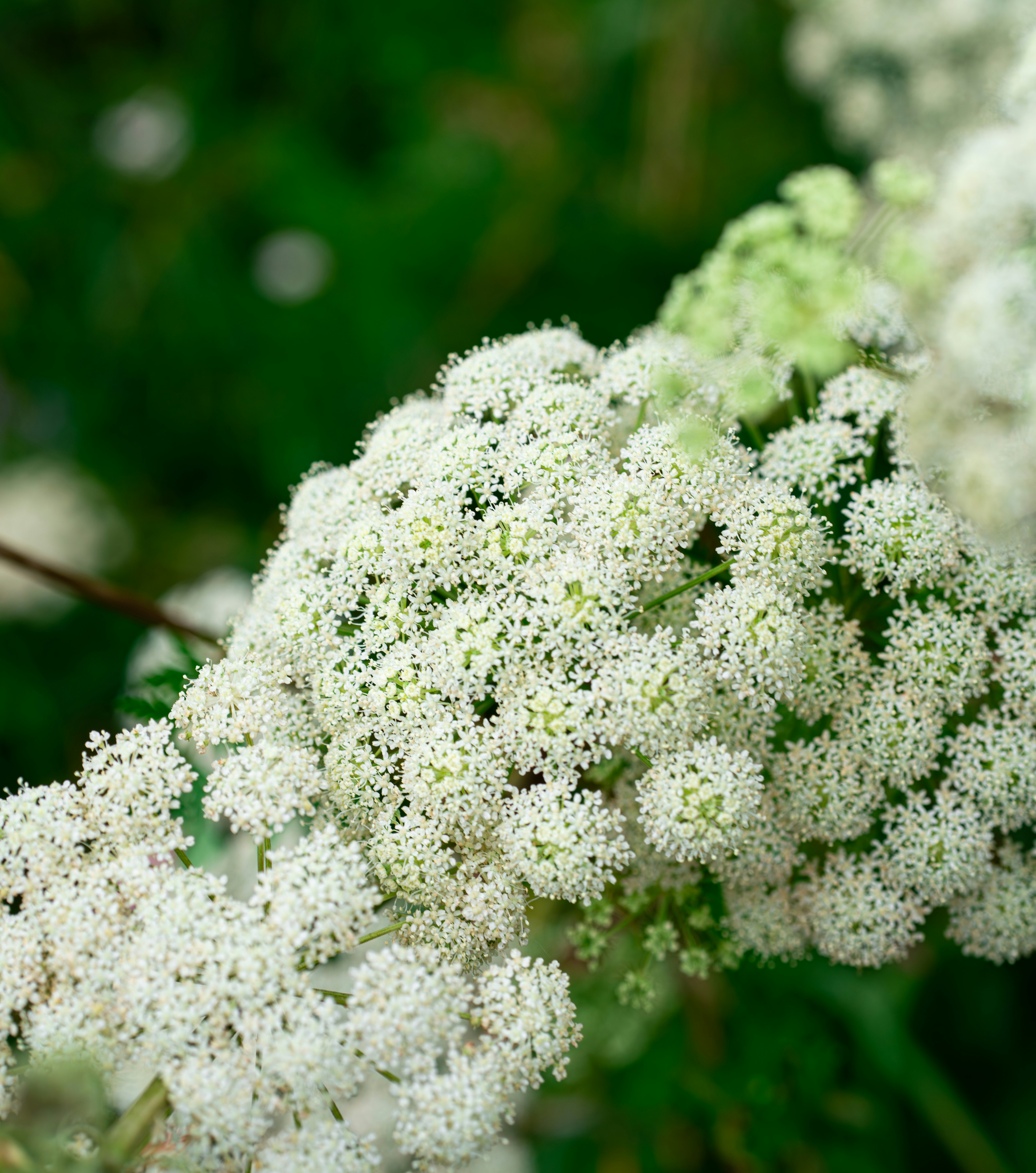 Quiet Cloudscape: Queen Anne’s Lace in Soft Focus