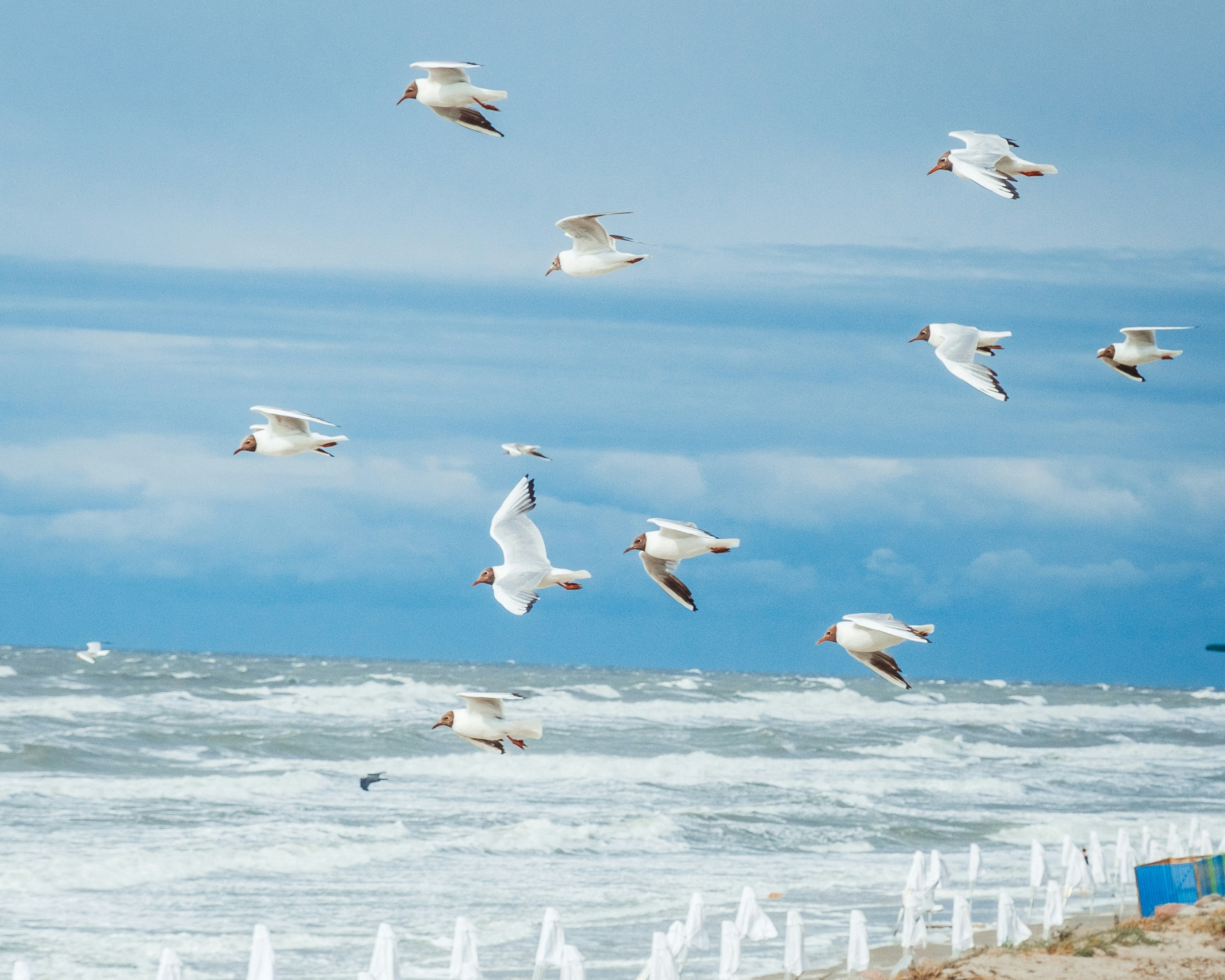 Seagulls in Free Flight Over Wind-Swept Beach