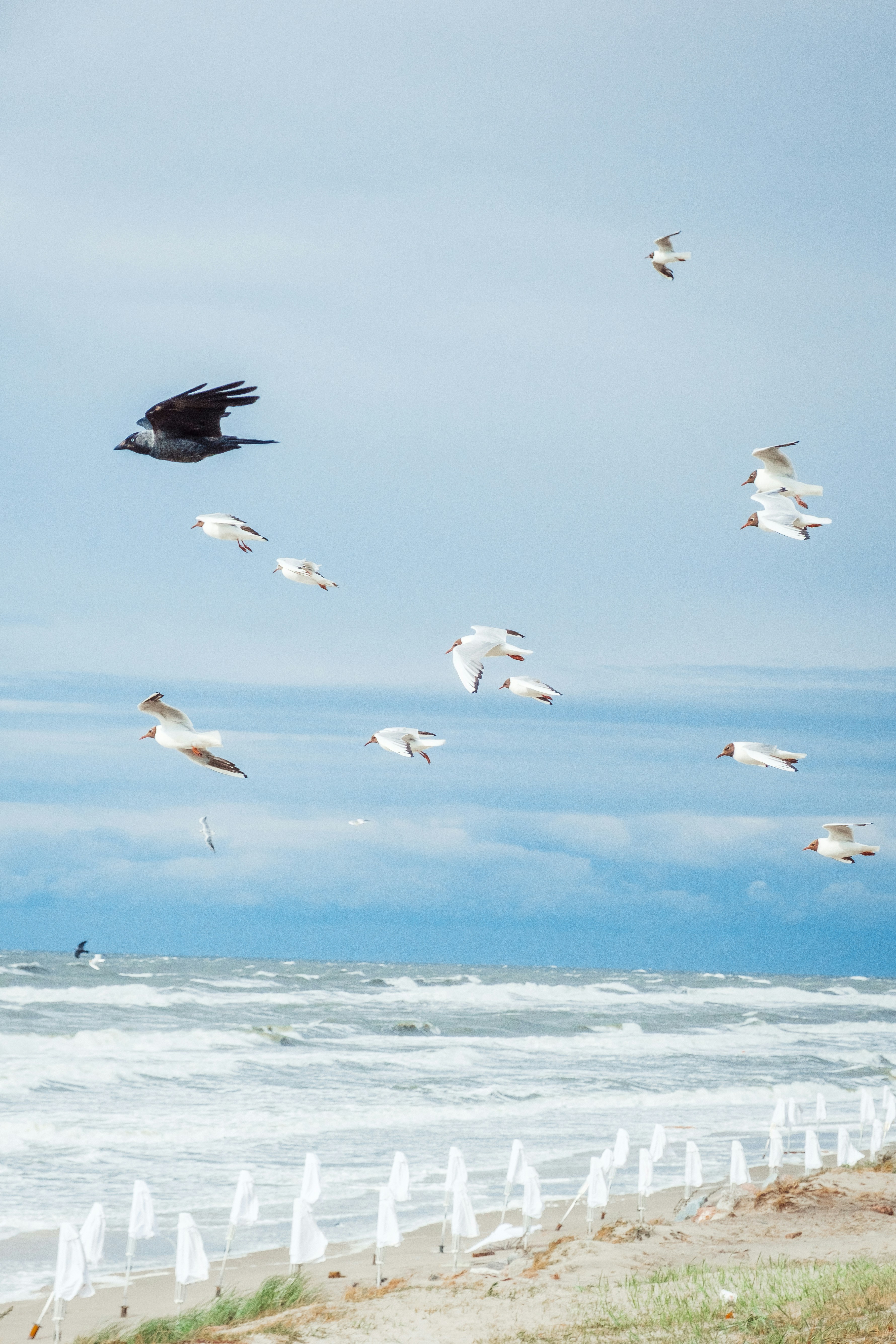 Harbor of Wind: A Lone Dark Gull and A Flock in Soaring Stride