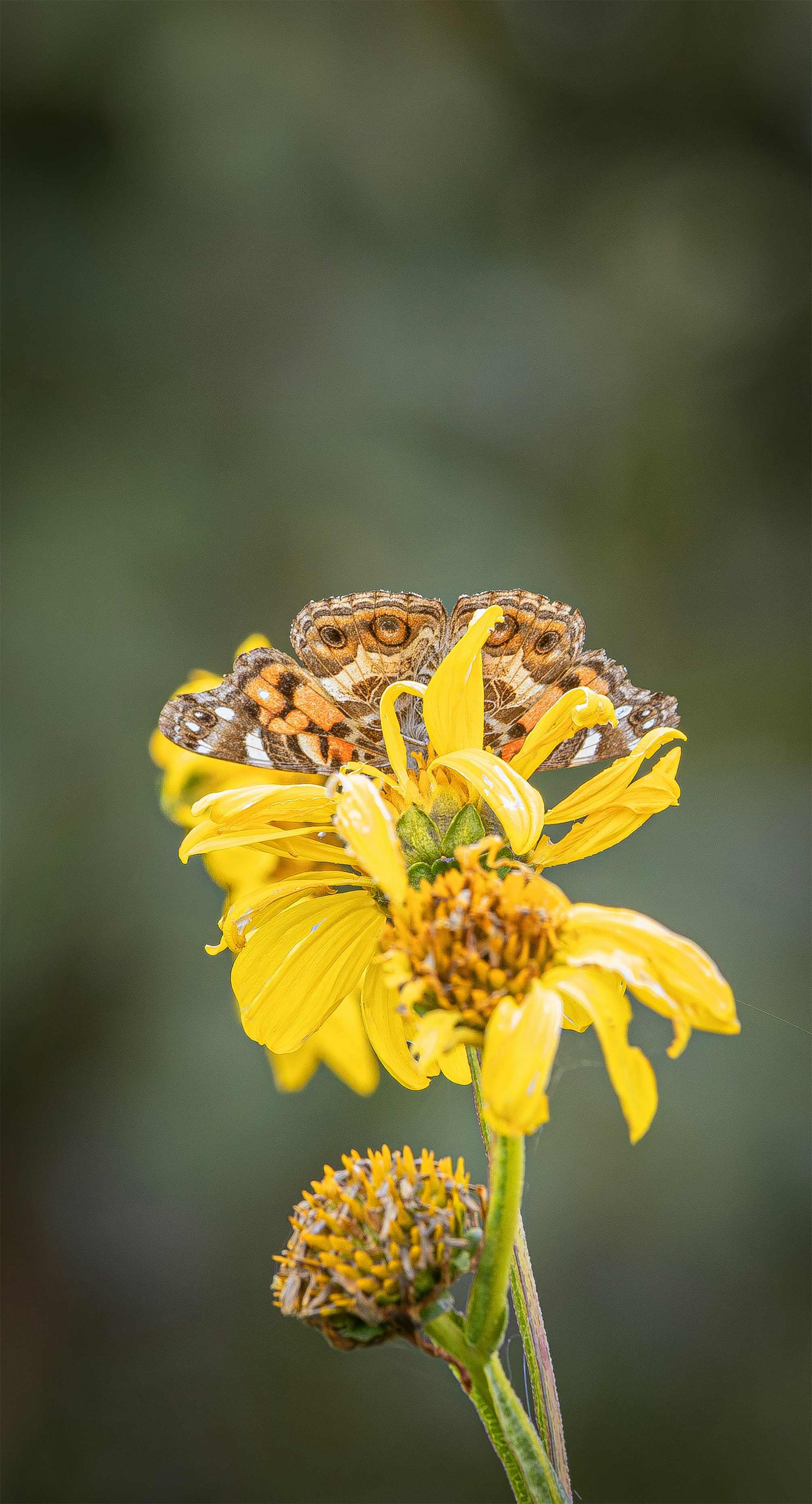 Bright butterfly resting on a vibrant yellow flower against a soft, green background. Close-up of the petal and wing pattern highlights natural detail and color. A natural, candid macro moment.