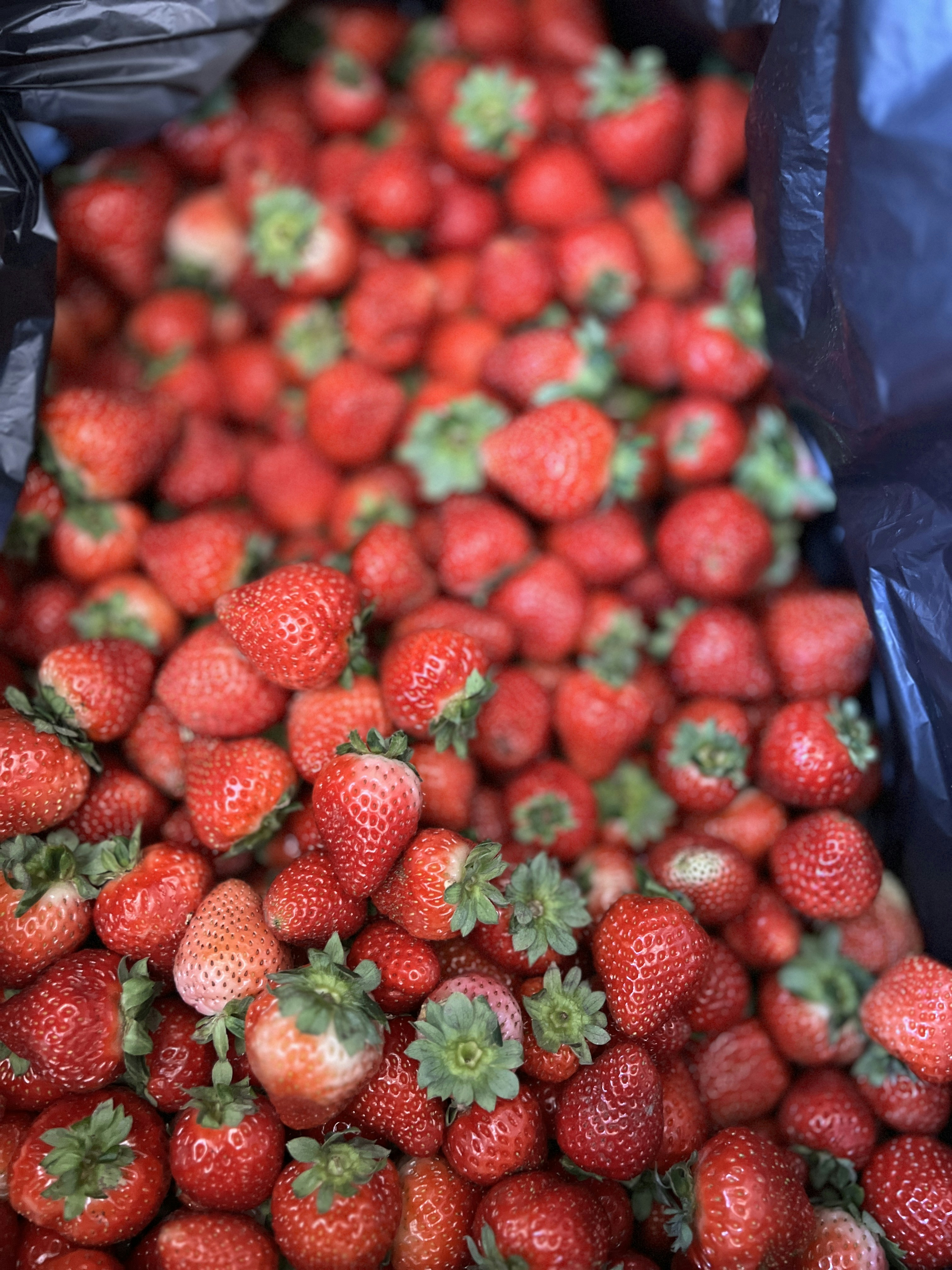 Crimson Harvest: Close-Up of Fresh Strawberries in a Packed Bag