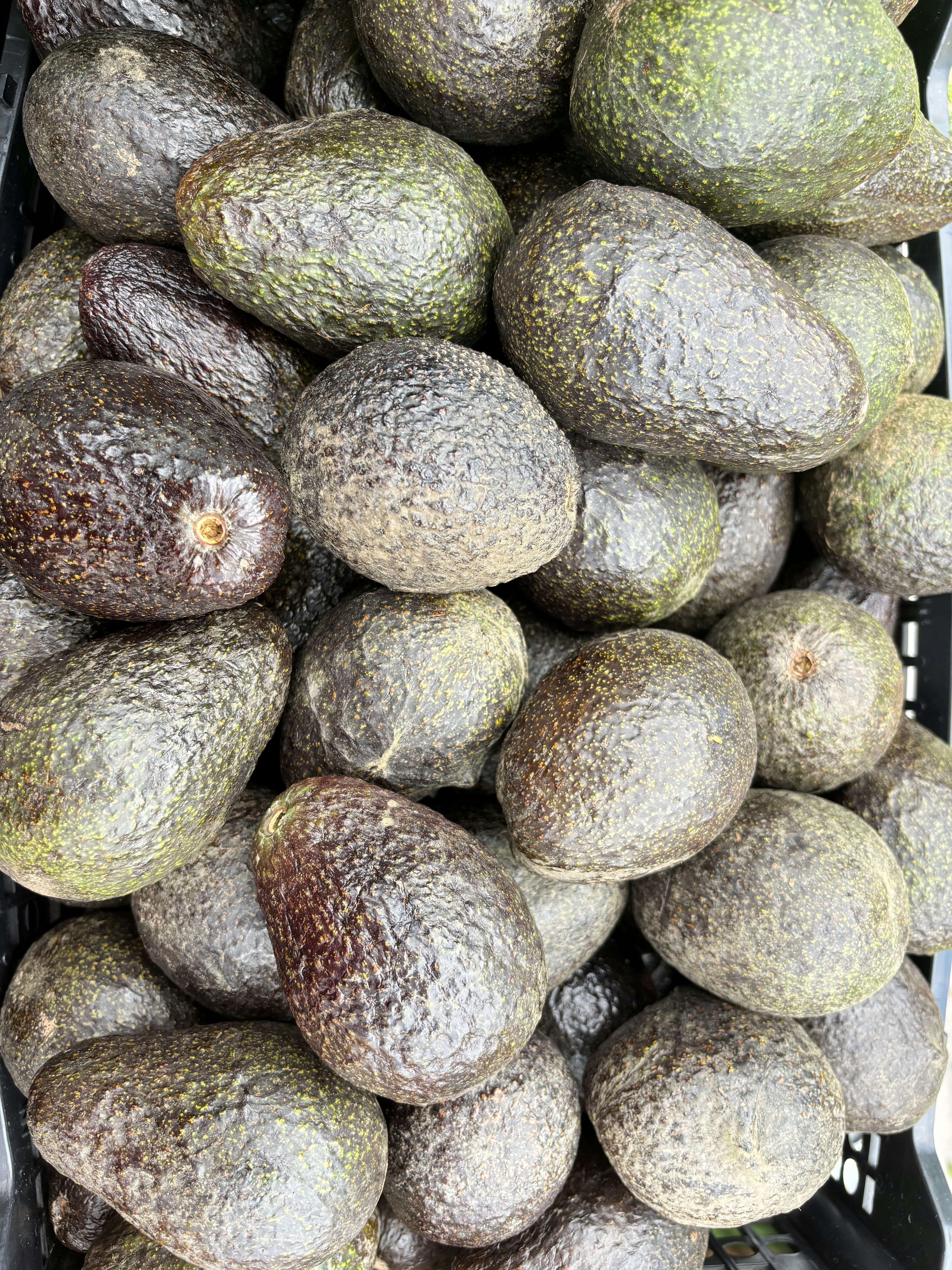Ripe Harvest: A Close Clutch of Rough-Skinned Avocados