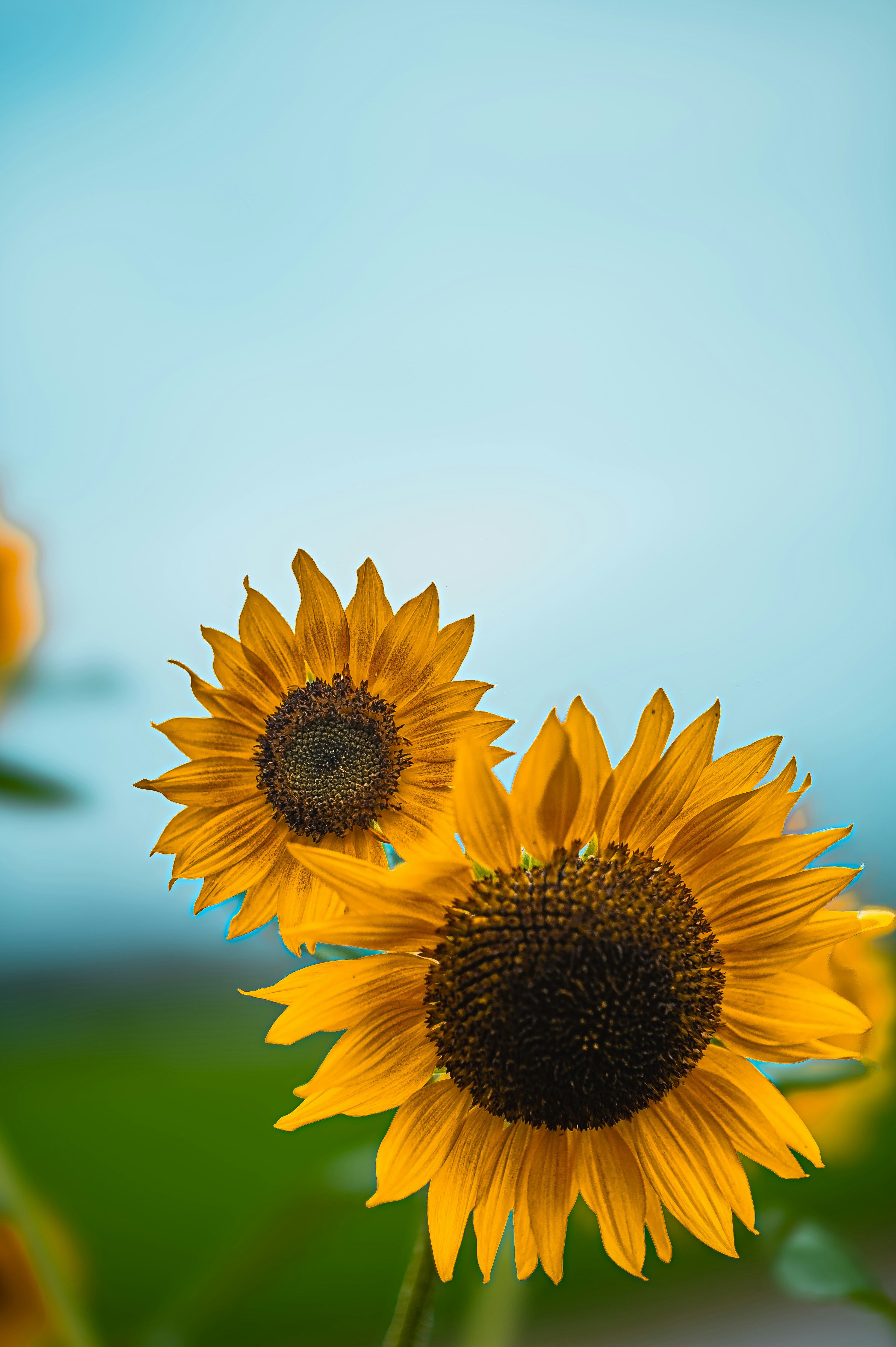 Sunlit Gold: Dual Sunflowers Reaching for the Sky