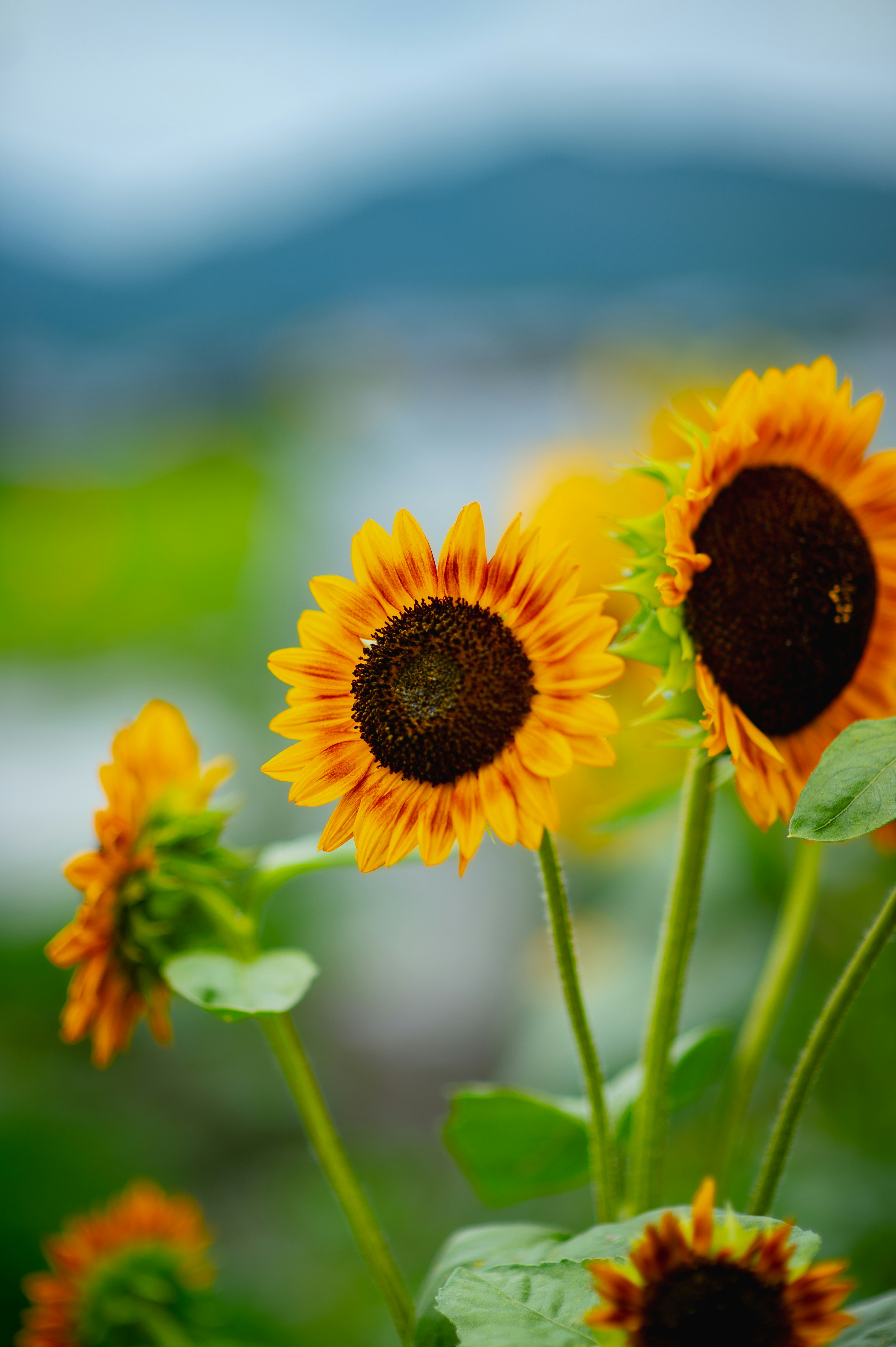 Sunlit Solace: A trio of sunflowers leaning toward the light