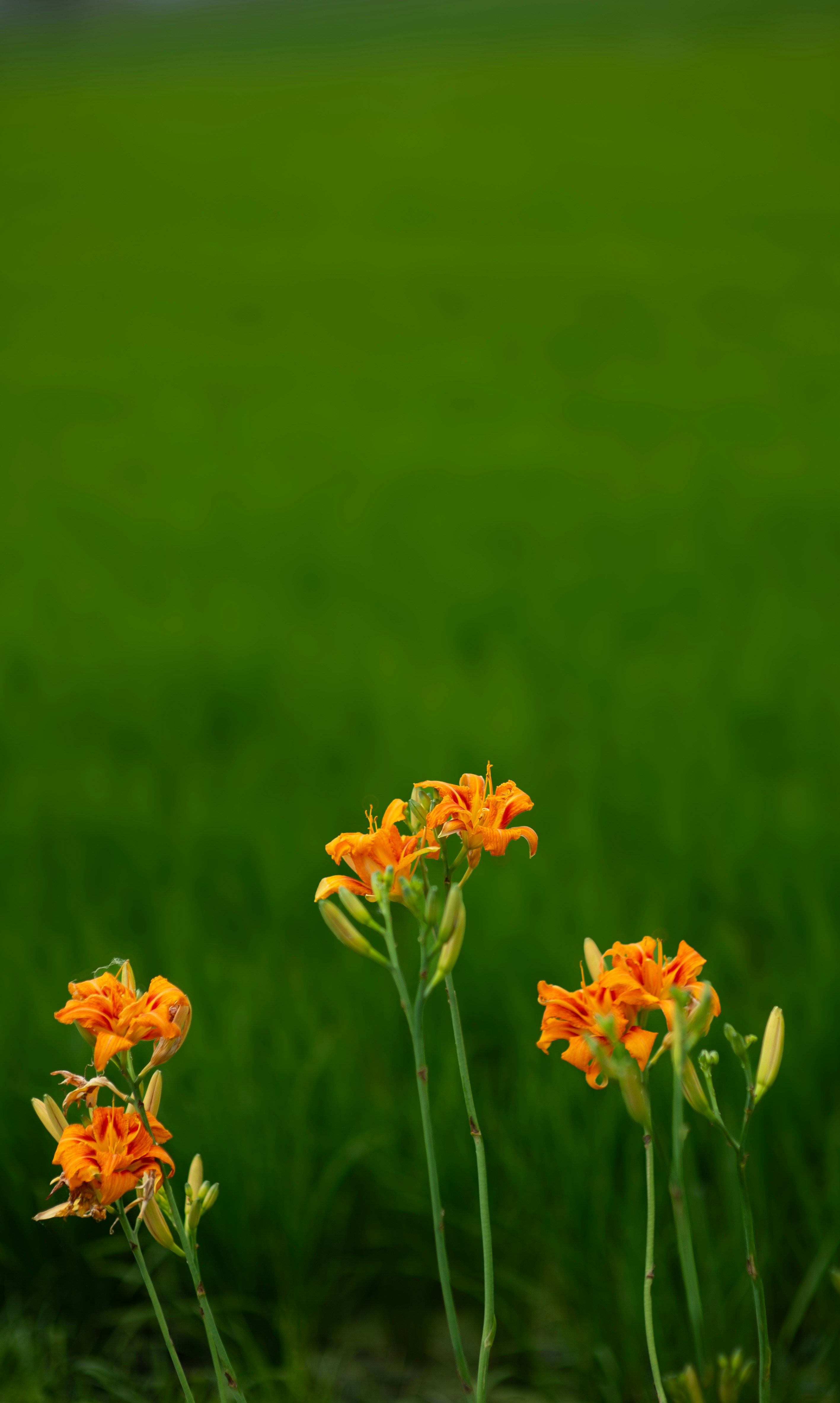 Vibrant orange flowers rise from a field of lush green, standing as the focal point against a soft, blurred backdrop.