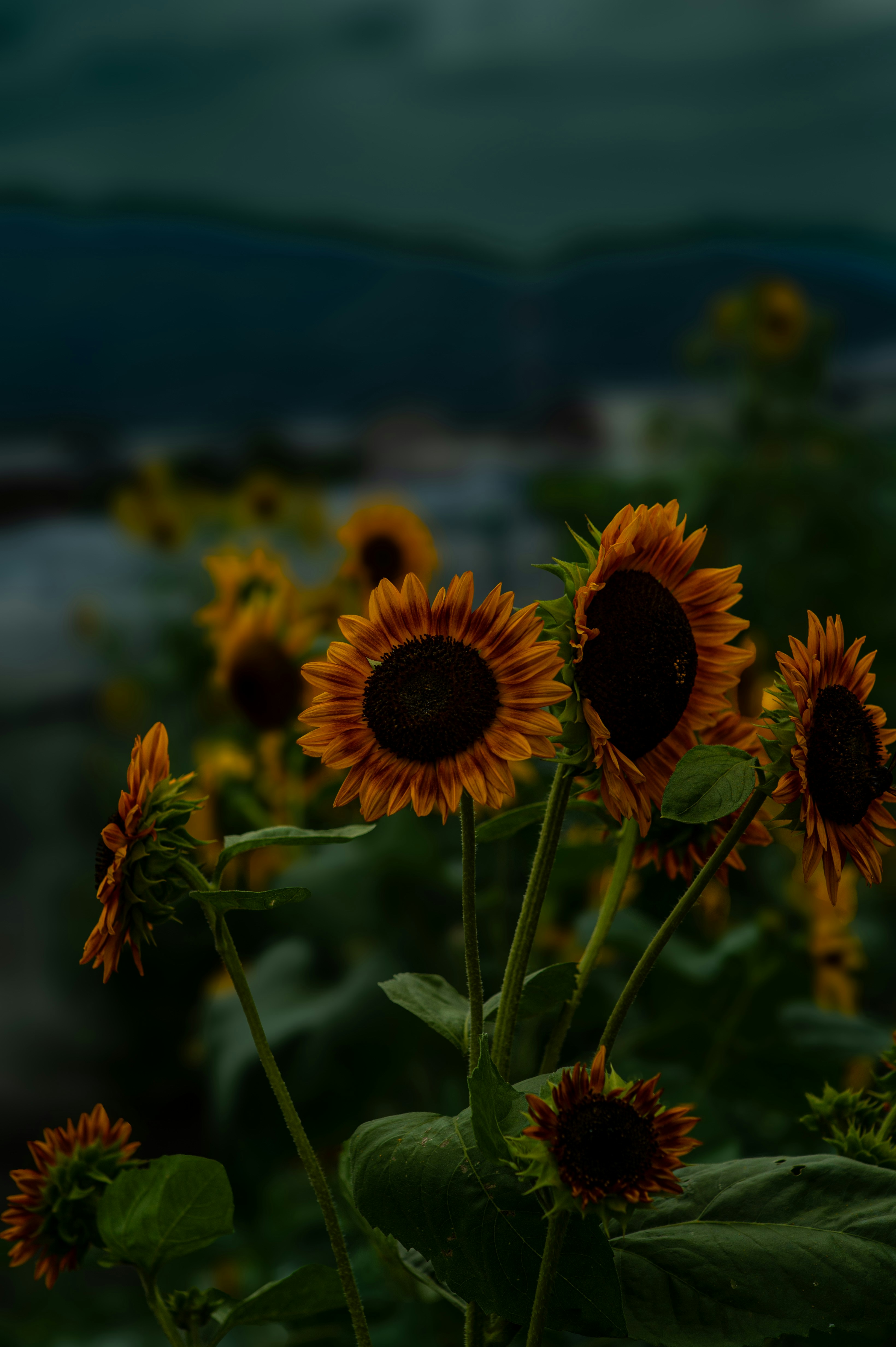 Sunlit Helios: A Field of Daffodil-like Sunflowers Reaching Toward the Sky