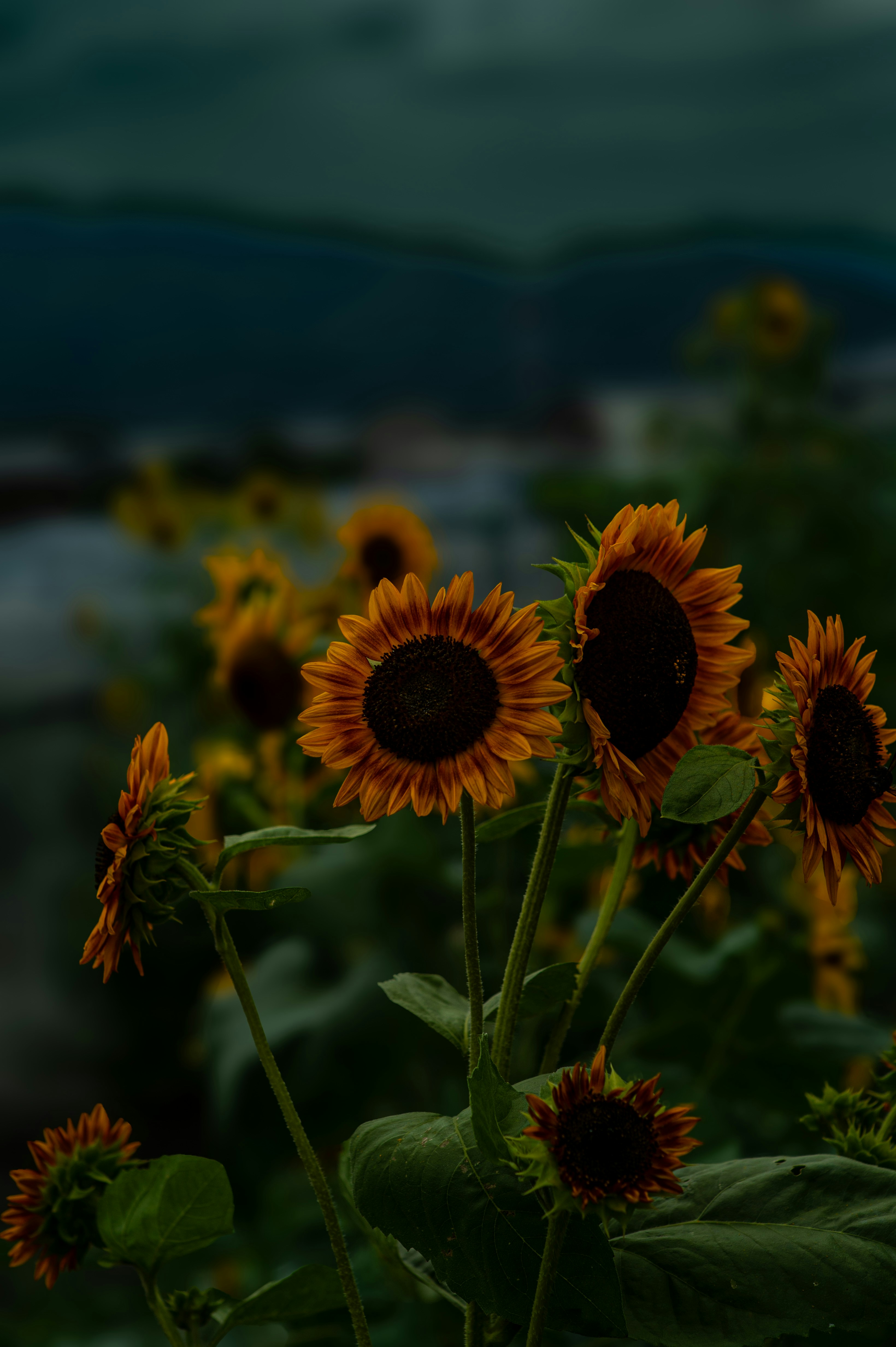 Sunflowers in Focus: Golden Orbs Against a Dusky Ridge