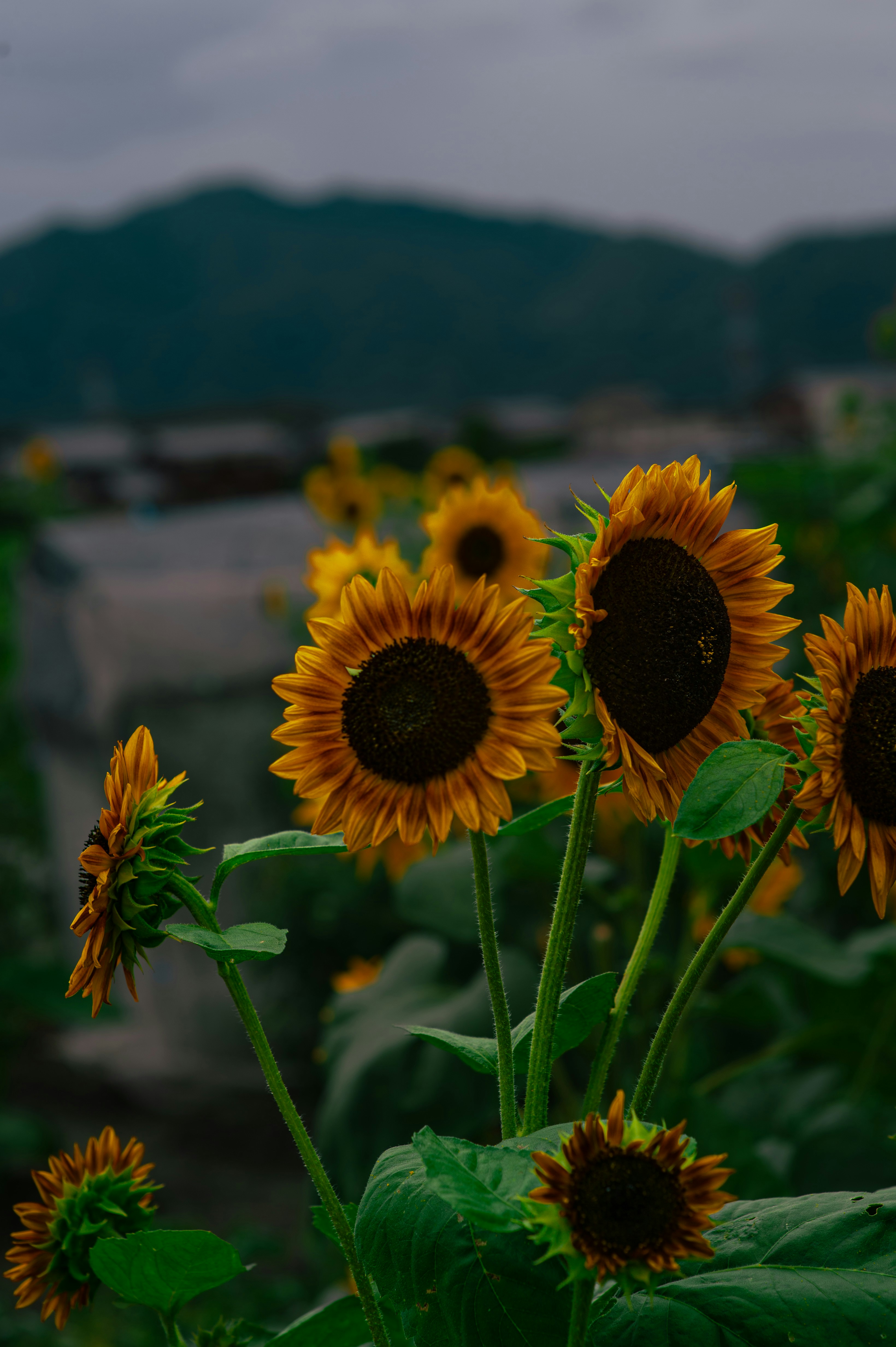 Sunlit Gaze of Golden Sunflowers
