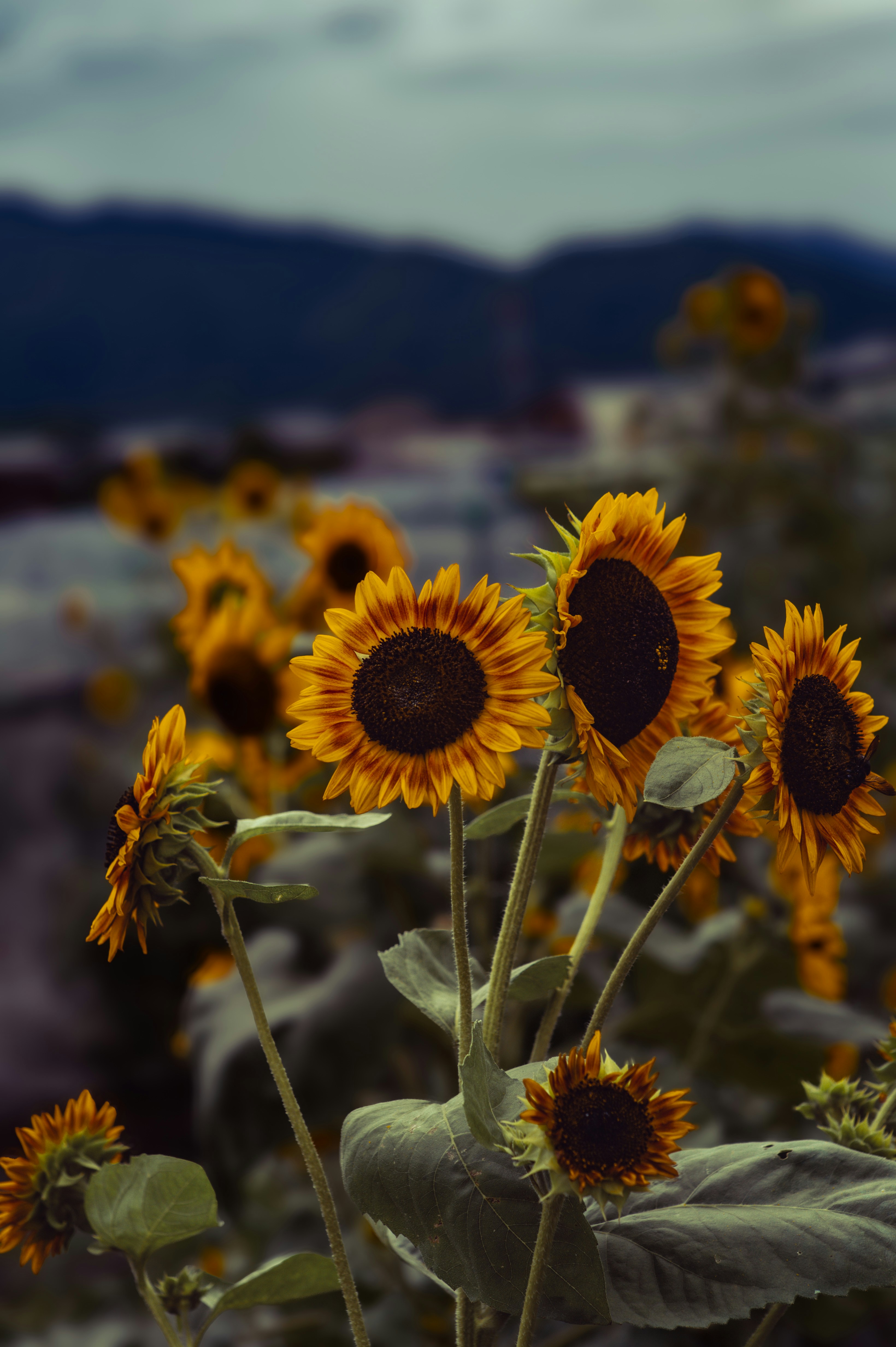 Sunlit Guardians: A Field of Golden Discs