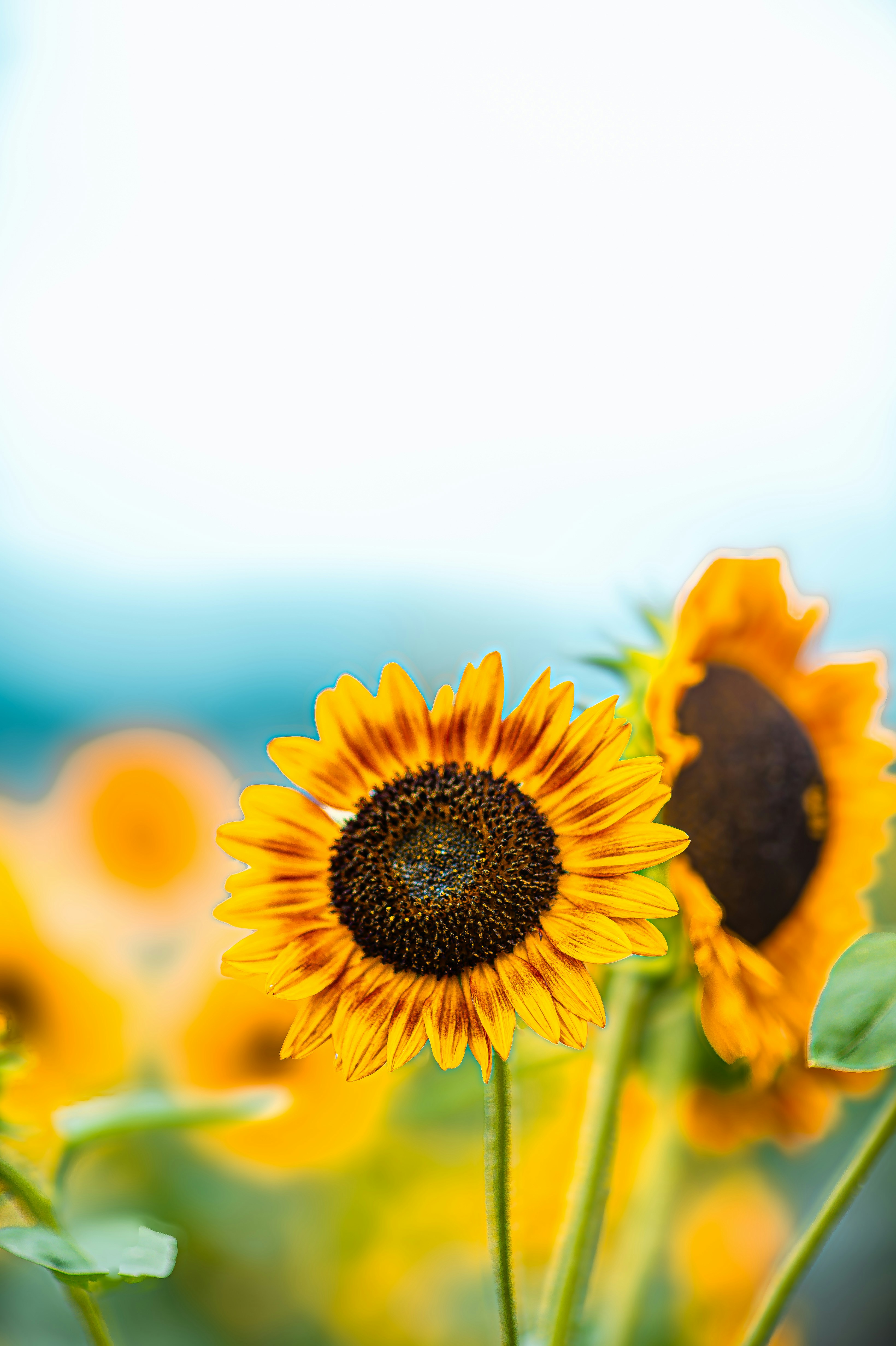 Sunlit Bloom: A Bold Sunflower in Focus