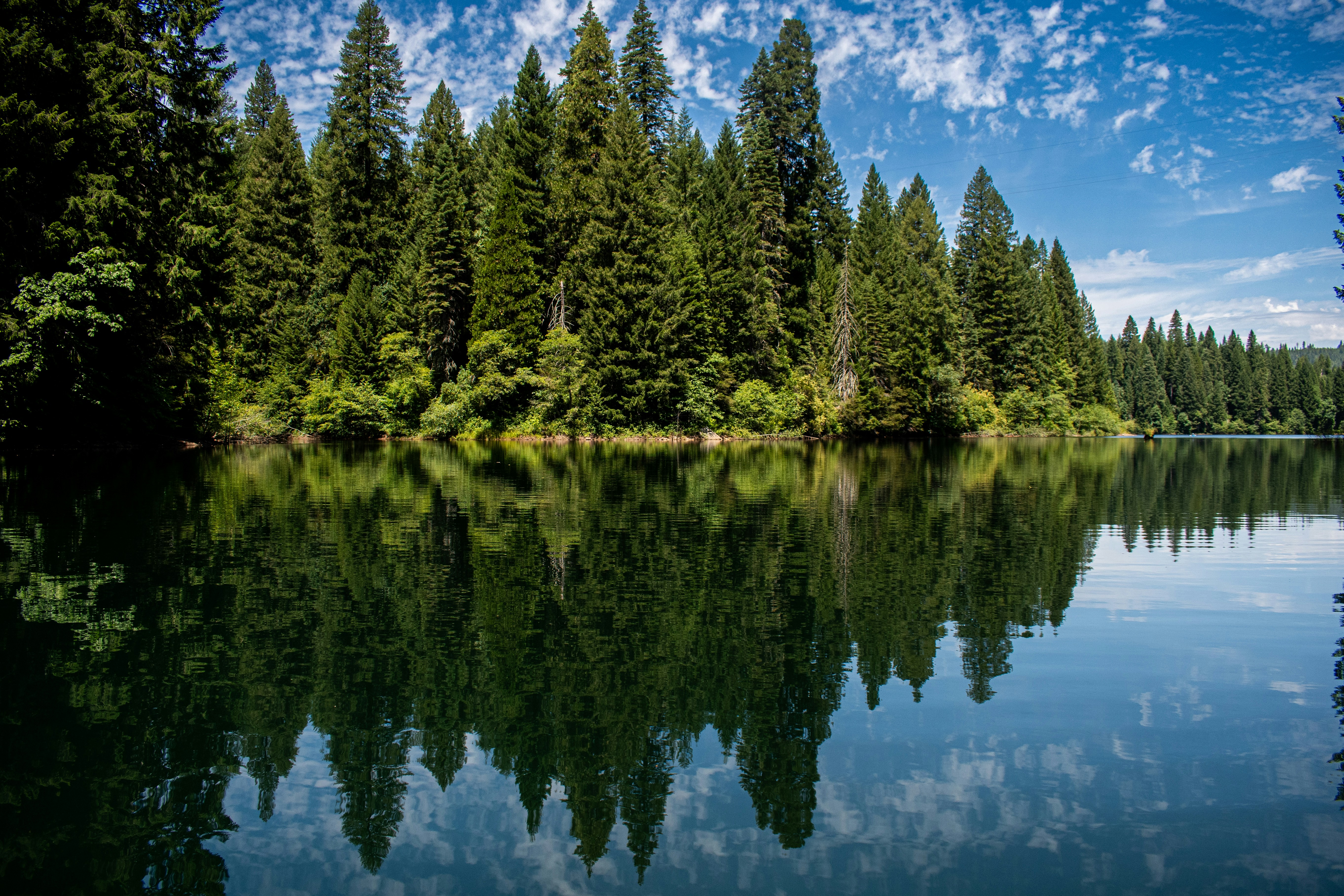 Lakeside Cathedral: Conifer Reflections at Dusk