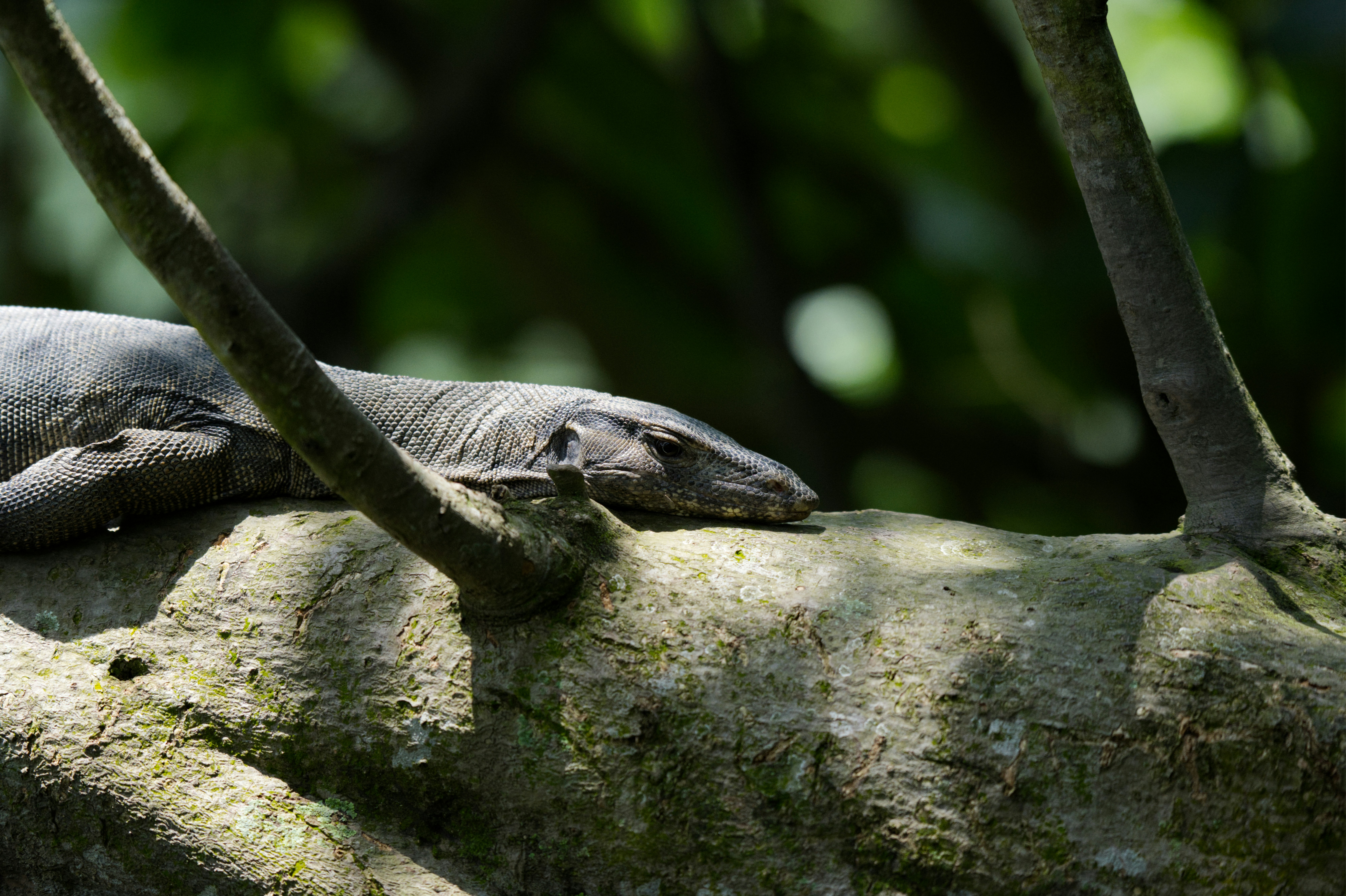 Sunlit Lizard Repose on Mossy Log