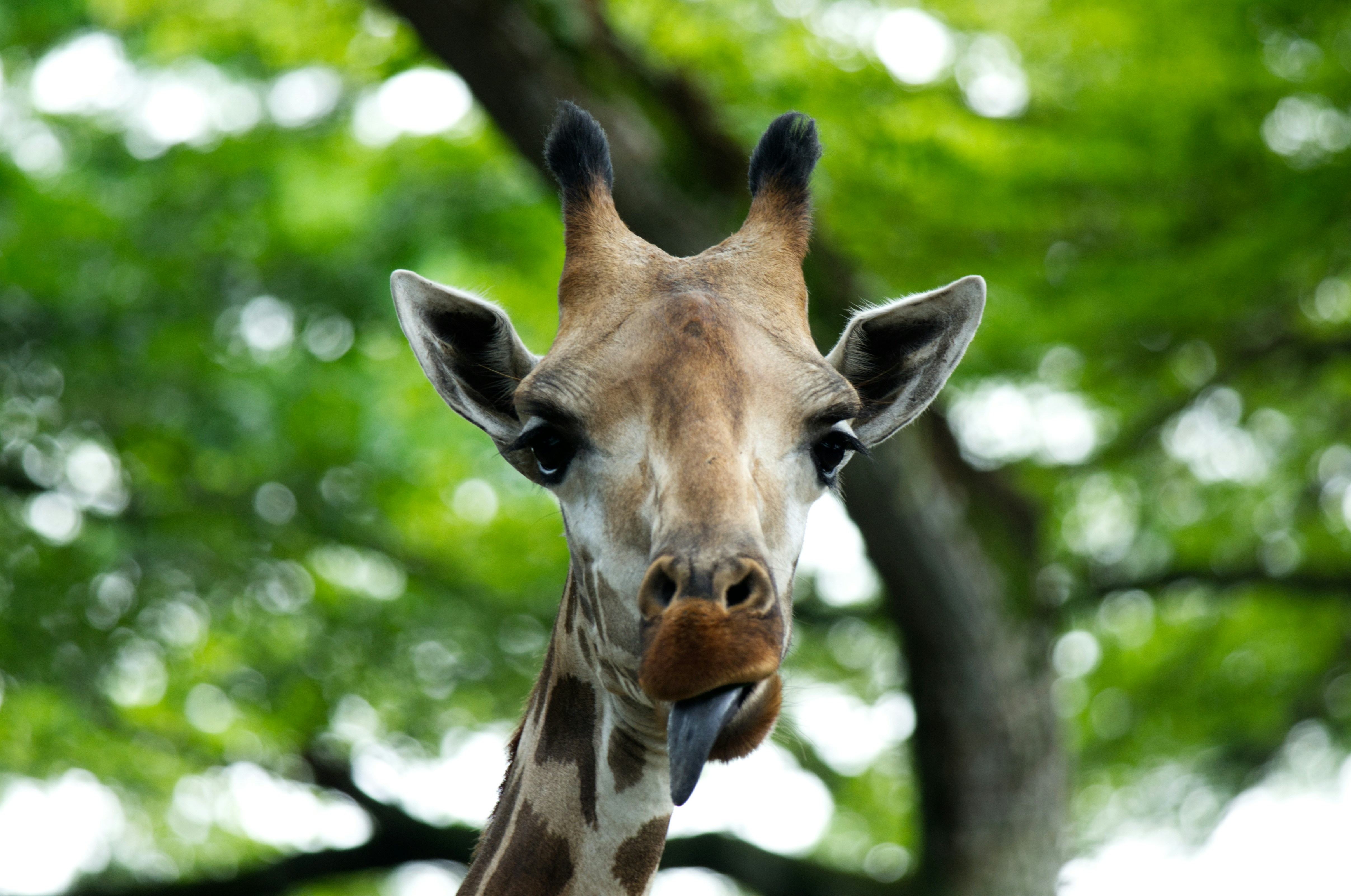 Giraffe in a sunlit canopy: curious muzzle and lifted tongue